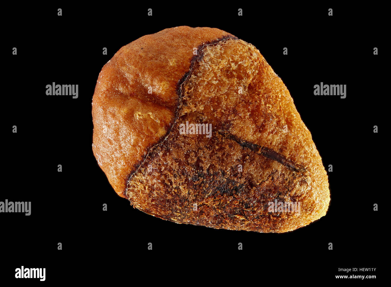Cotoneaster acutifolius, Peking-Zwergmispel, seed, close up, seed size ...