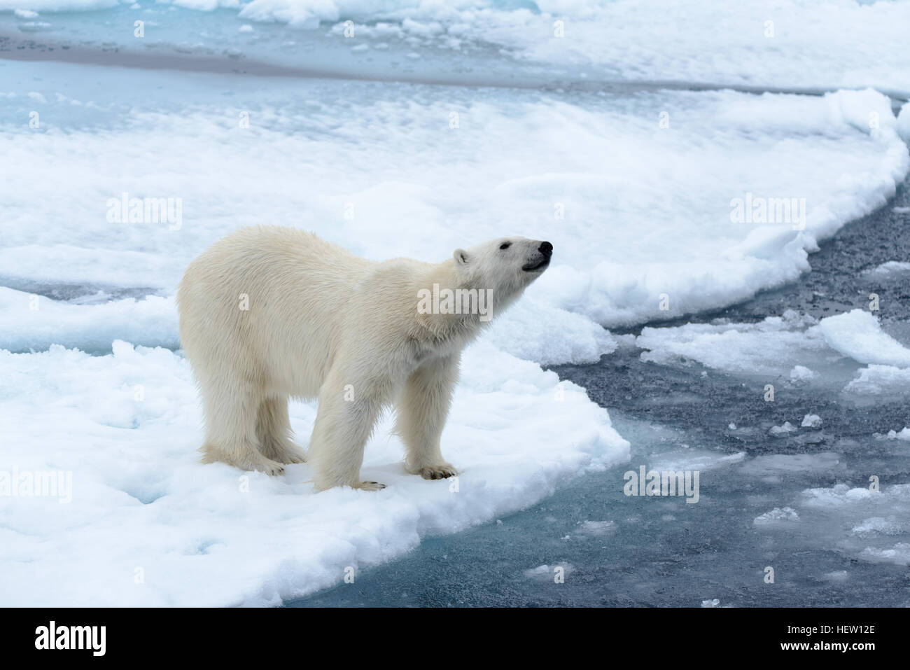 Wild male polar bear walking on the pack ice North of Spitsbergen Stock ...