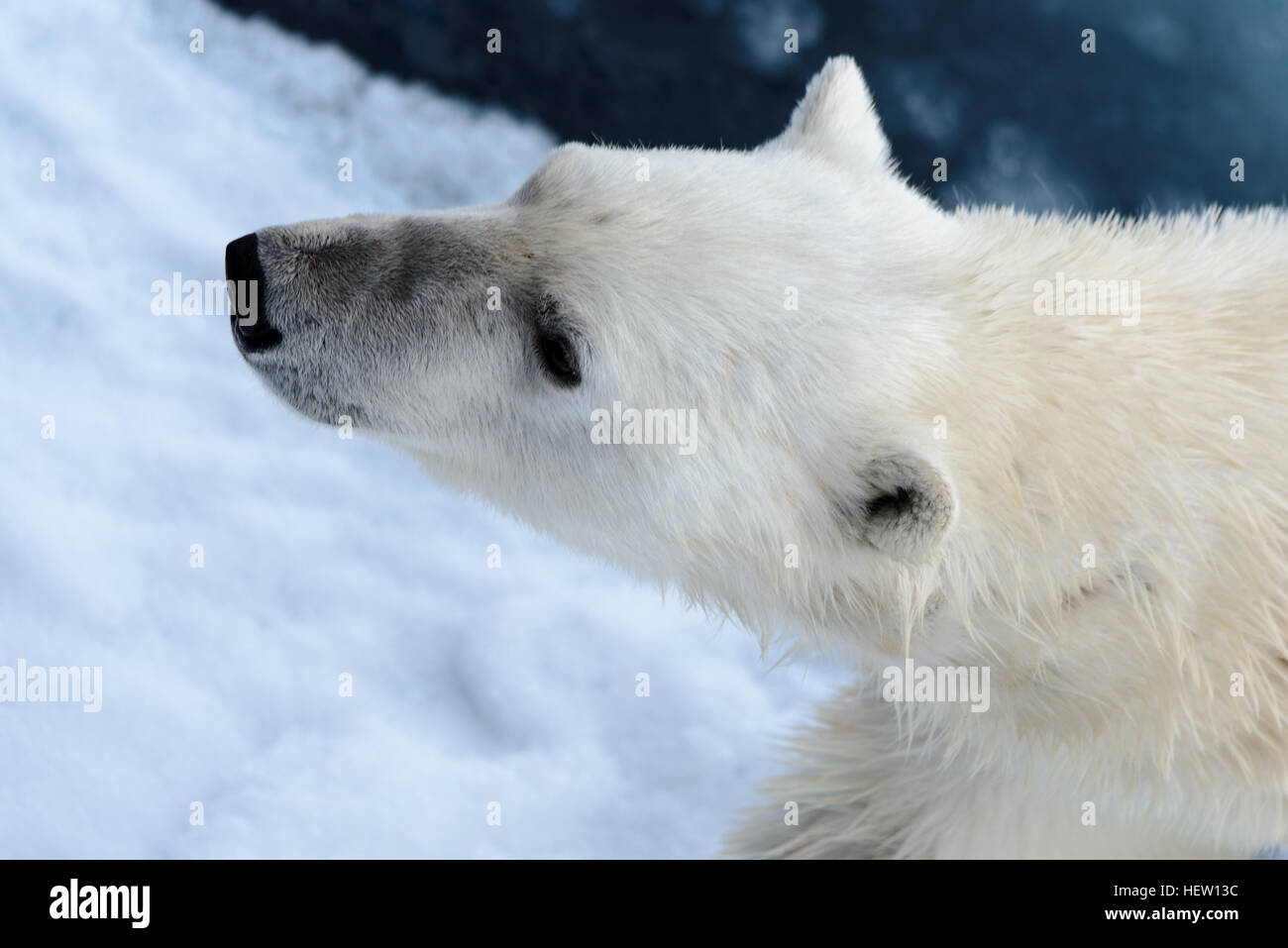 Polar bear's head Stock Photo - Alamy