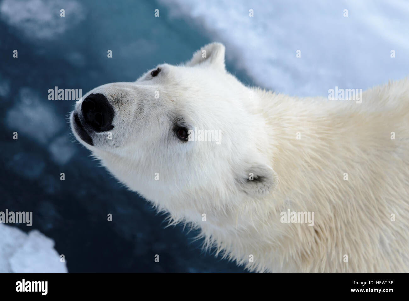 Polar bear's head Stock Photo - Alamy