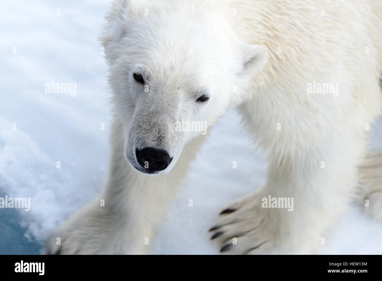 Polar bear's head Stock Photo - Alamy