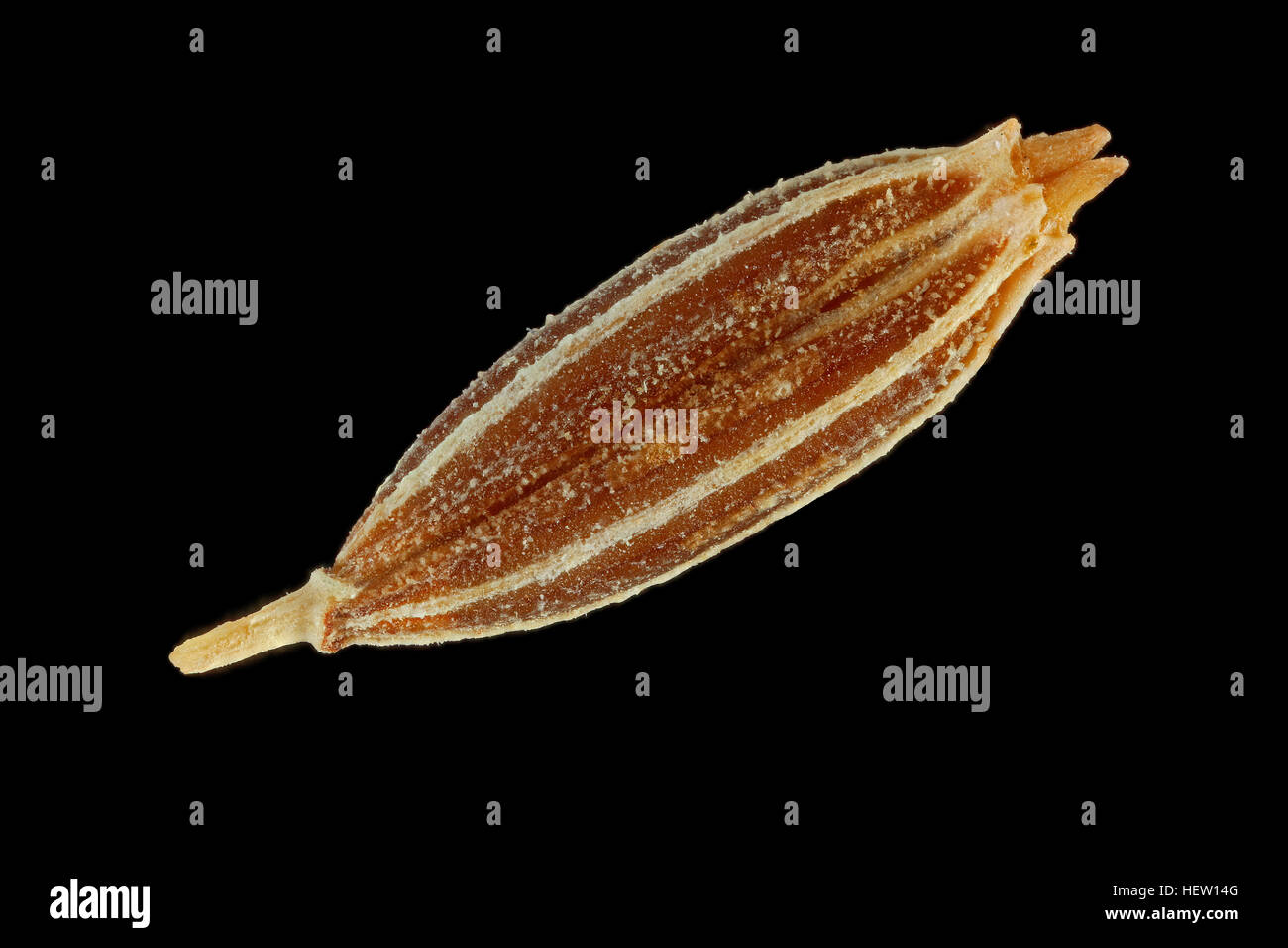 Cyminum hi-res stock photography and images - Alamy