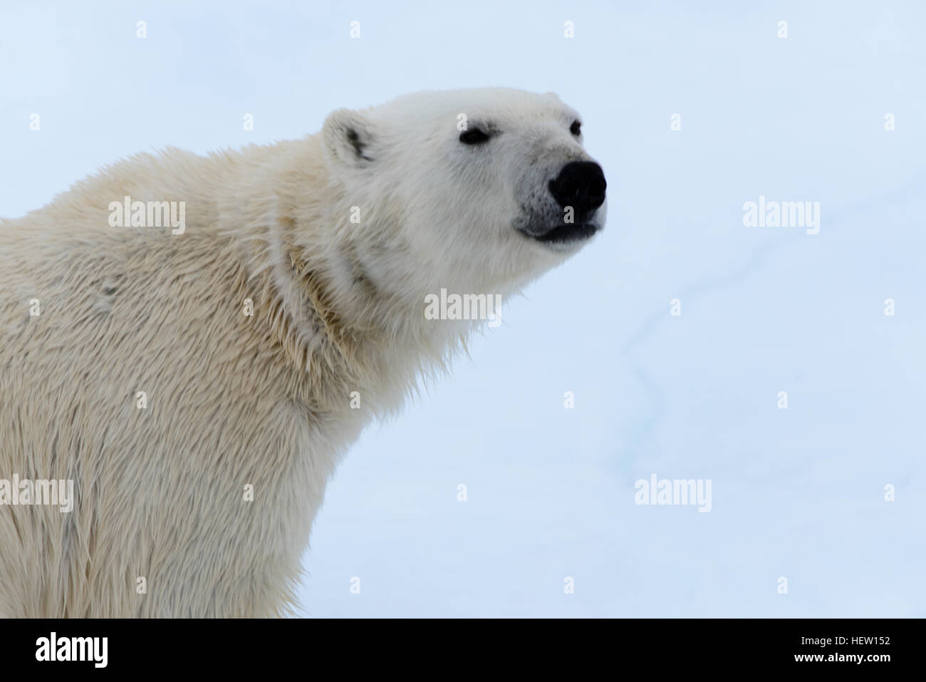 Polar bear's head Stock Photo - Alamy