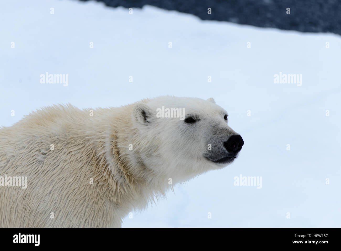 Polar bear's head Stock Photo - Alamy