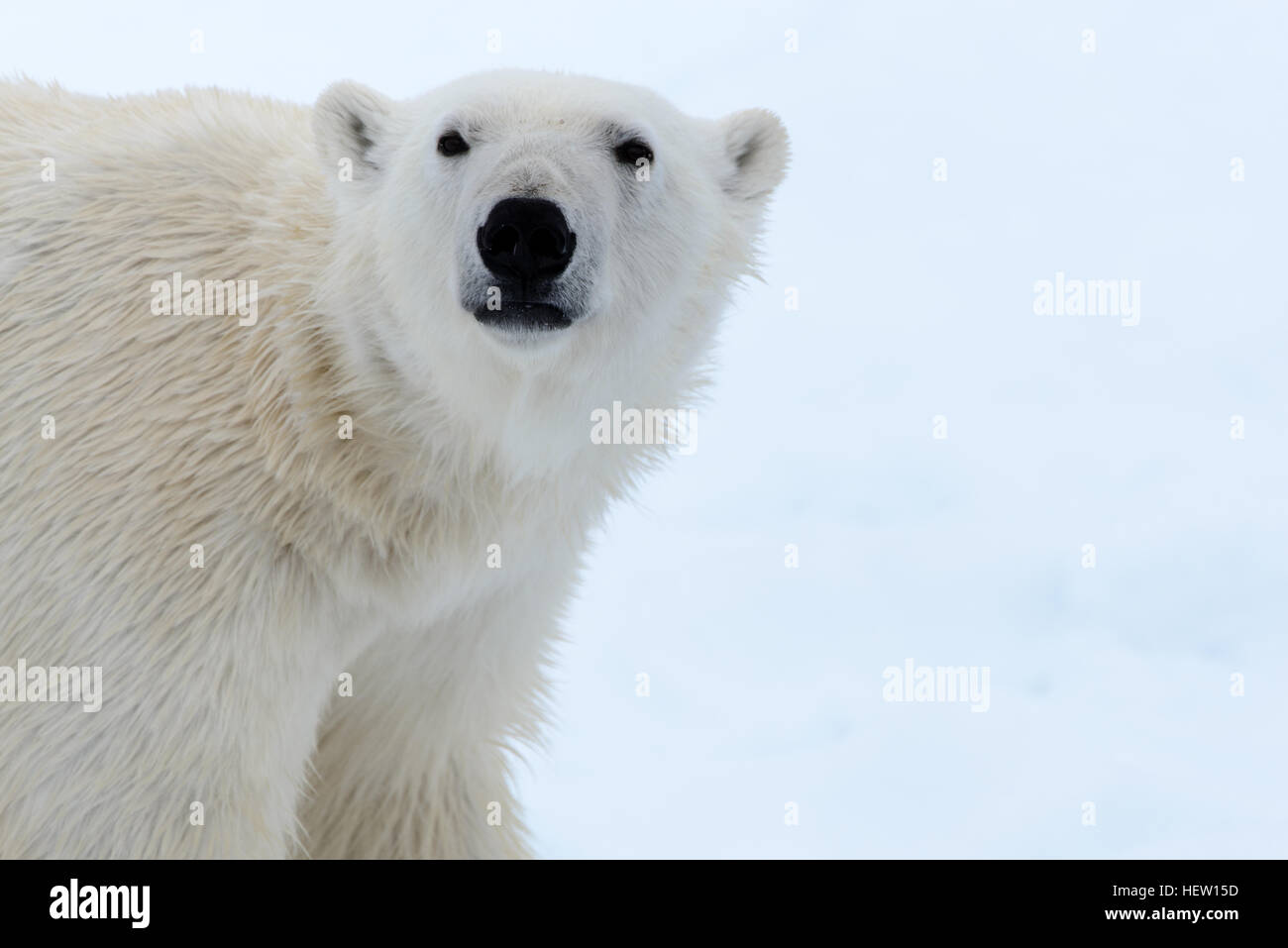 Polar Bear Head High Resolution Stock Photography and Images - Alamy