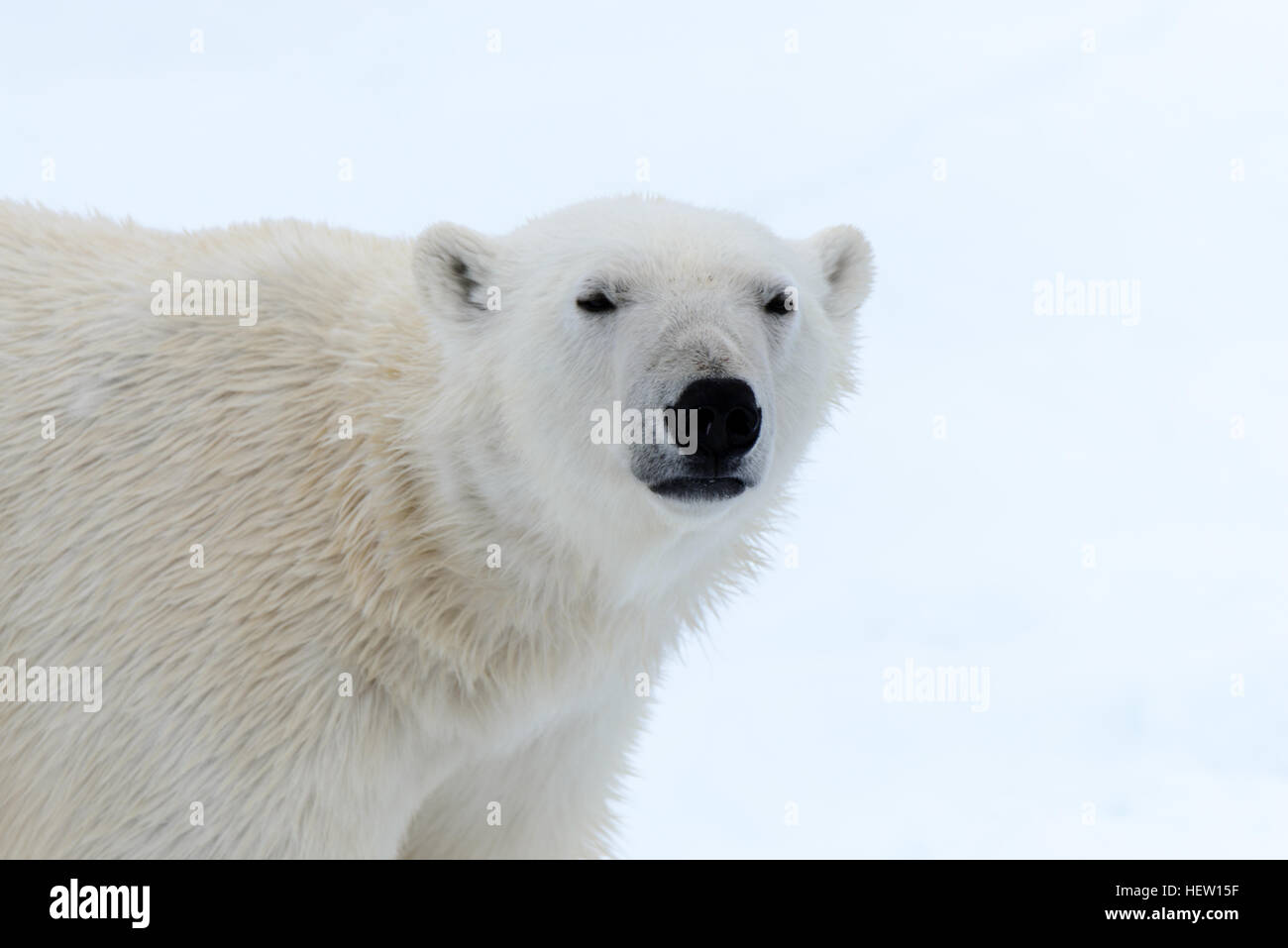 Polar bear's head Stock Photo - Alamy