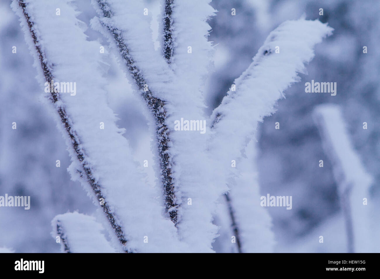Close up frozen winter bushes covered with ice crystals Stock Photo - Alamy