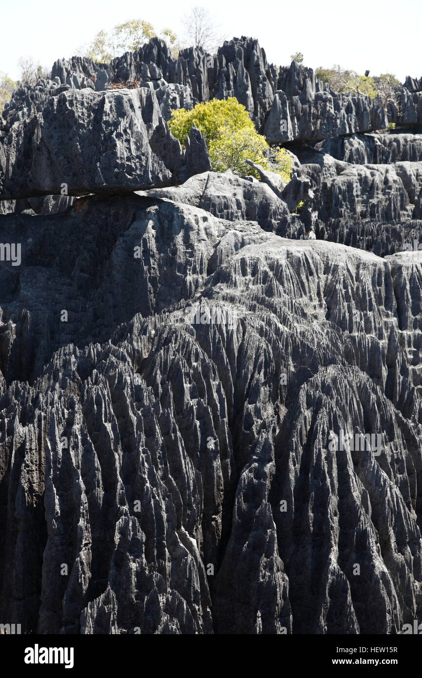Tree growing on the limestone pinnacles in Grand Tsingy at Tsingy de ...