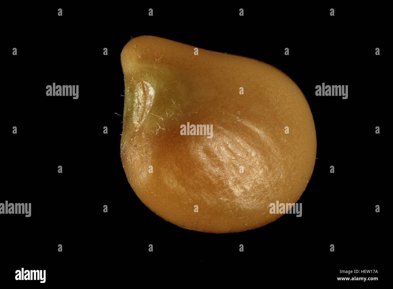 Cytisus scoparius, Common broom, Besenginster, seed, close up, seed ...