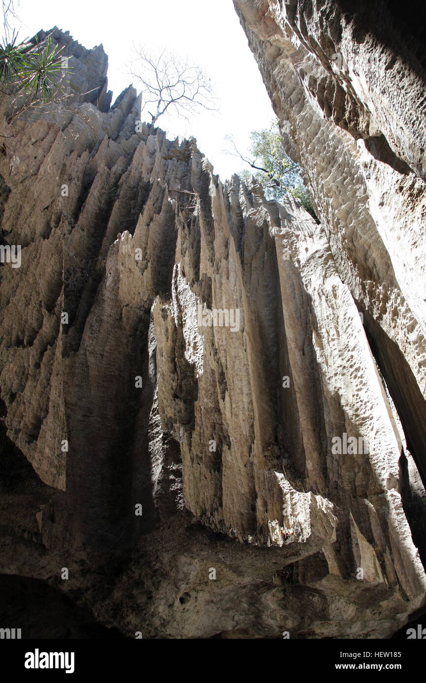 Towering limestone pinnacles in Grand Tsingy at Tsingy de Bemaraha ...