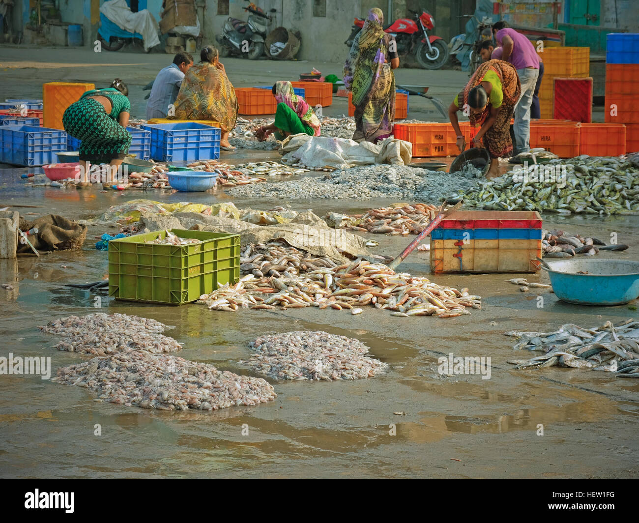 Women sorting fish for market on the quayside on Diu Island. The ...