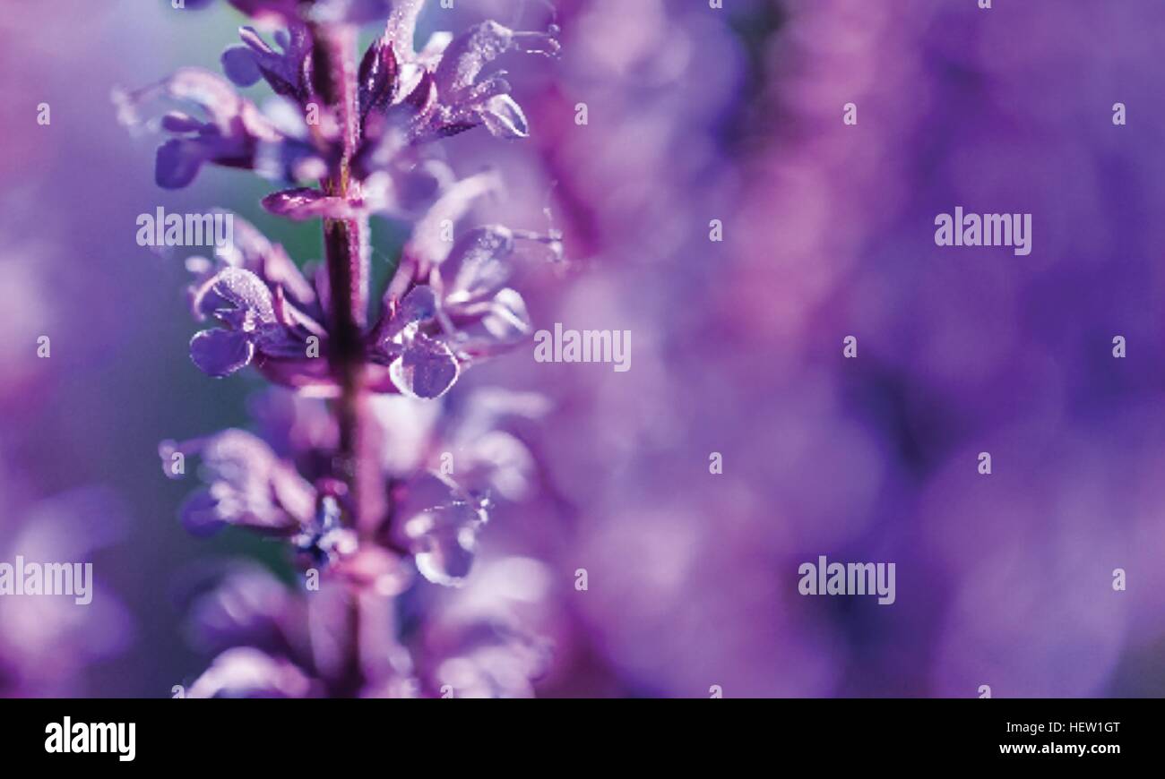 Lavender garden france Stock Vector Images - Alamy