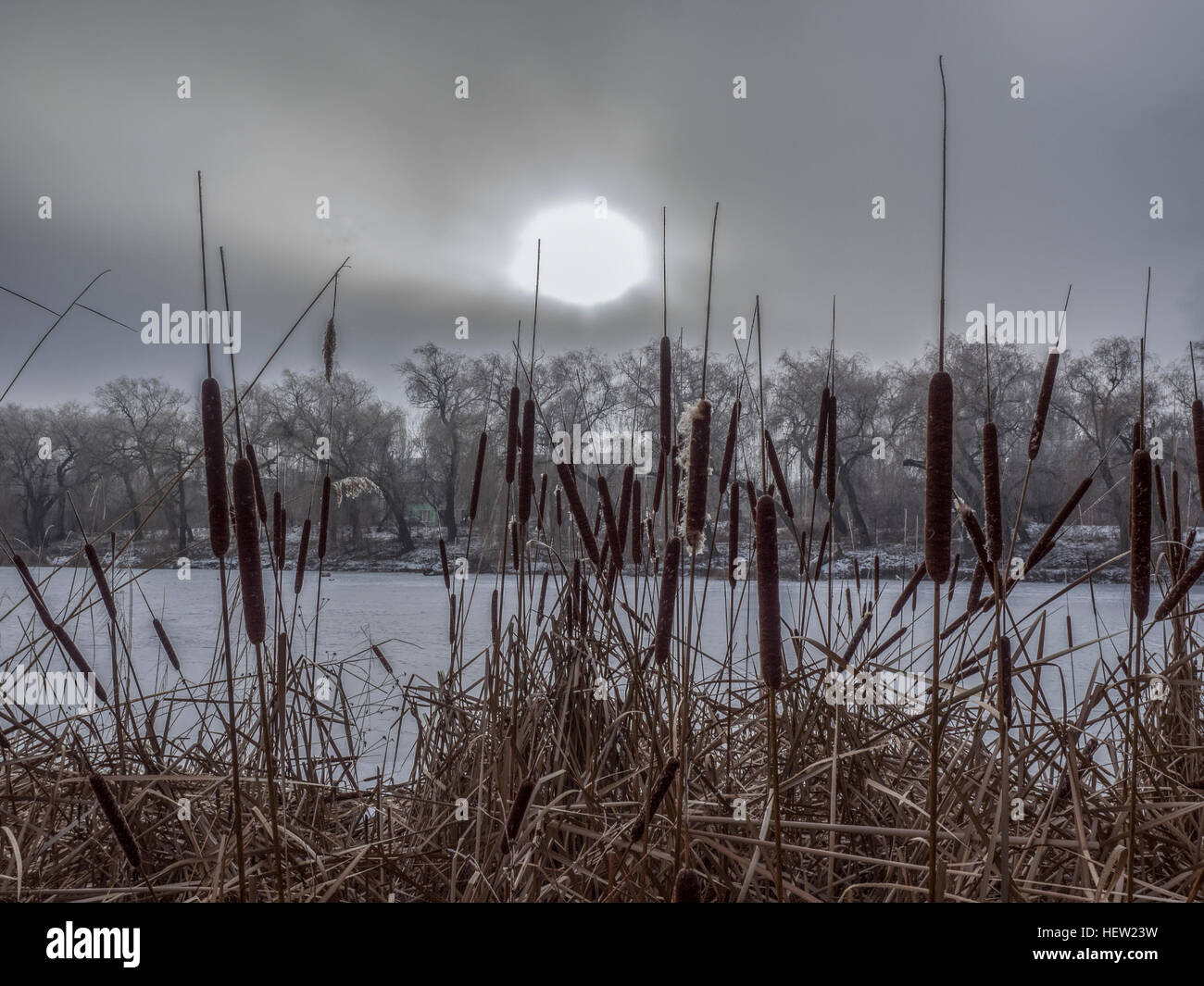Dry coastal reed cowered with snow Stock Photo - Alamy