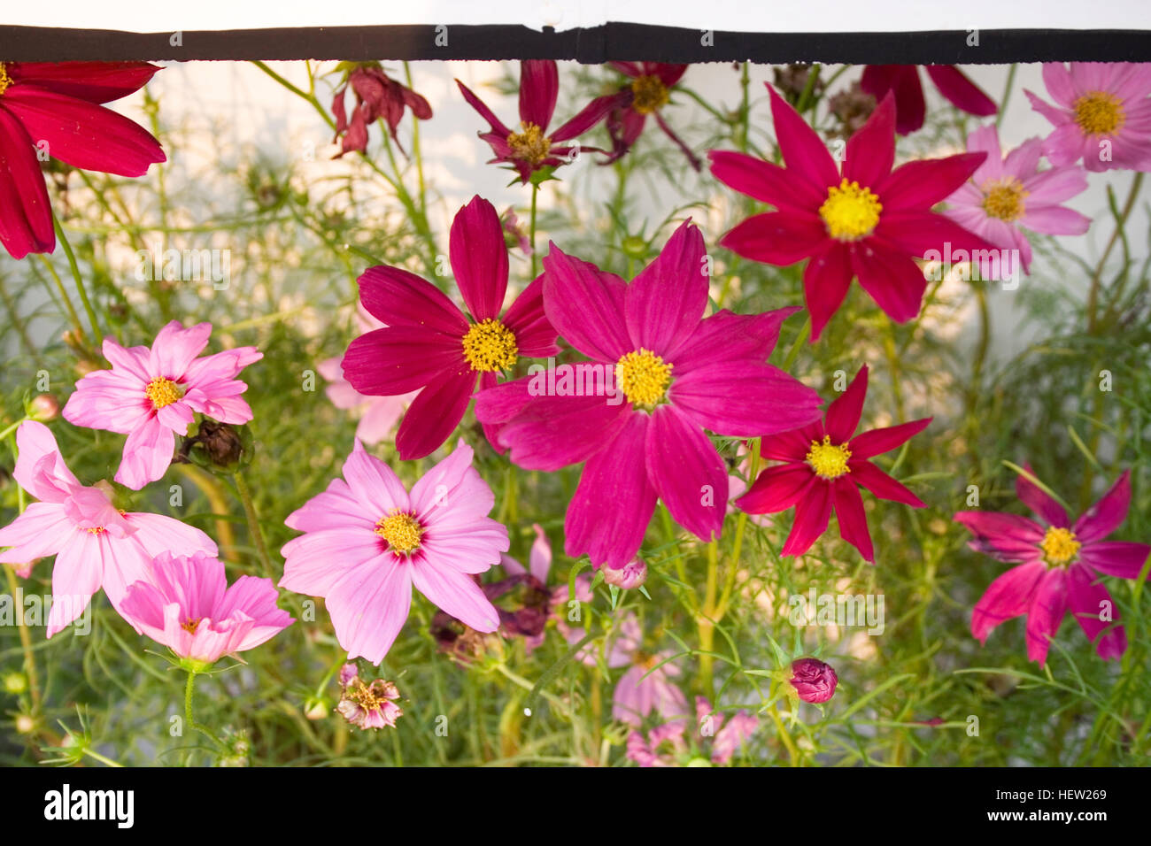 Lush flower beautiful Stock Photo - Alamy