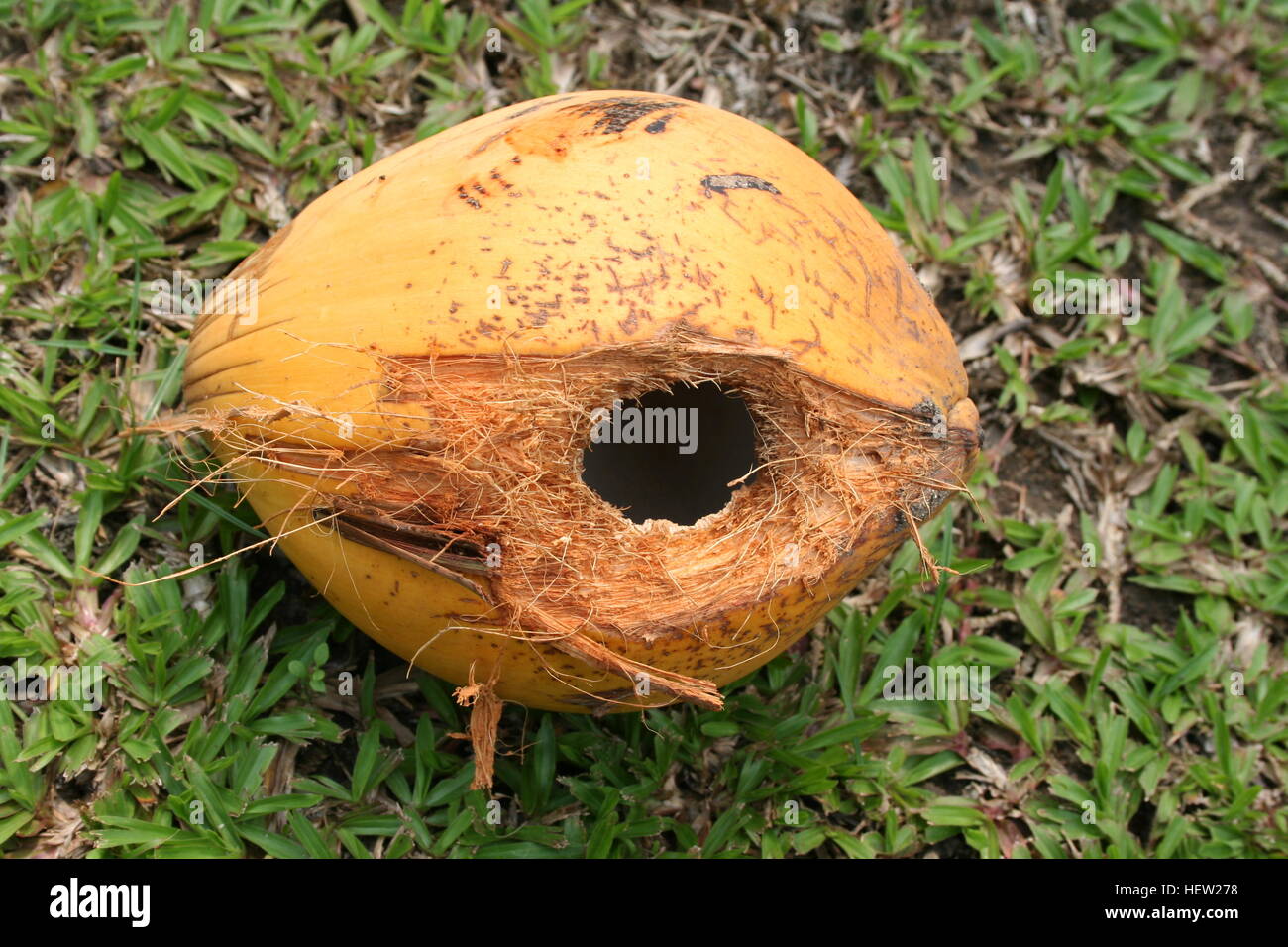 Coconut dry with holes Stock Photo - Alamy