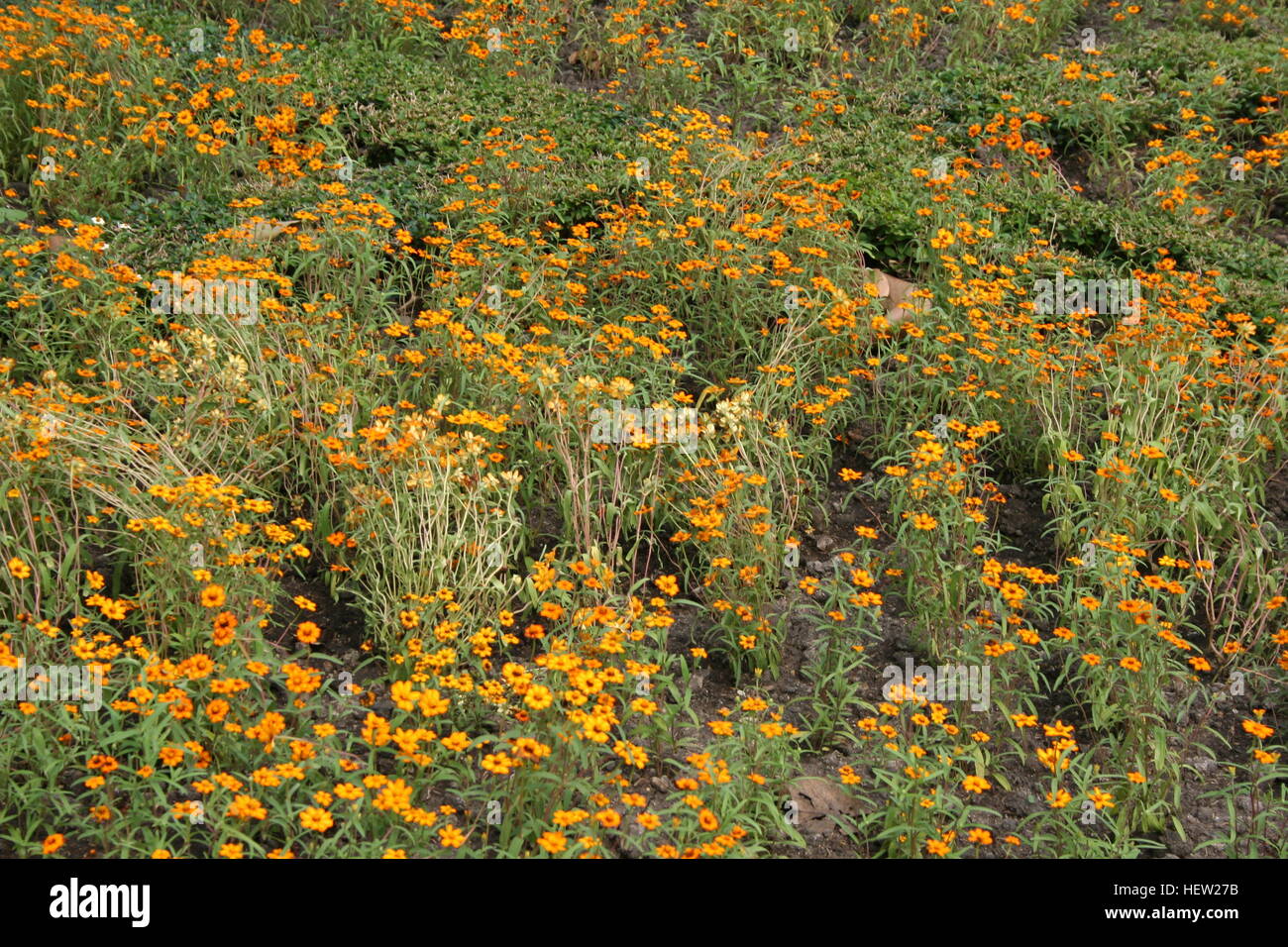 Field of Marigold flower Stock Photo - Alamy