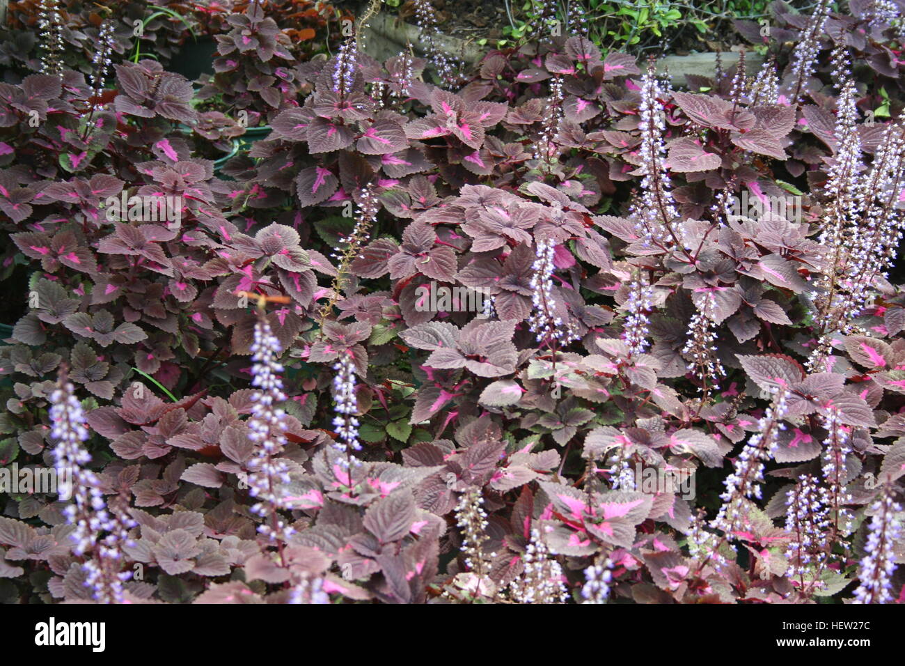 Lush purple flower beautiful Stock Photo - Alamy