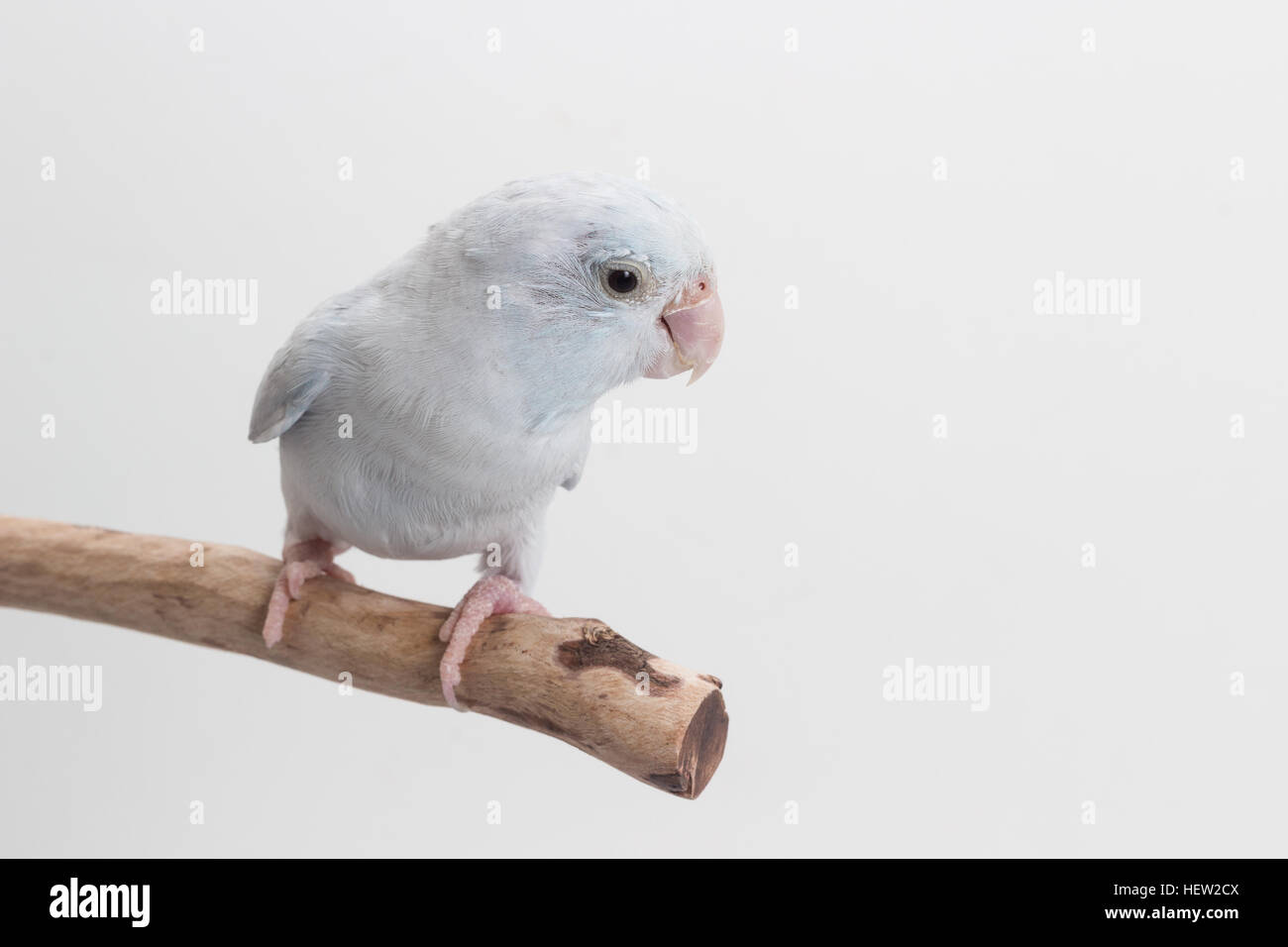 White forpus on branch hi-res stock photography and images - Alamy