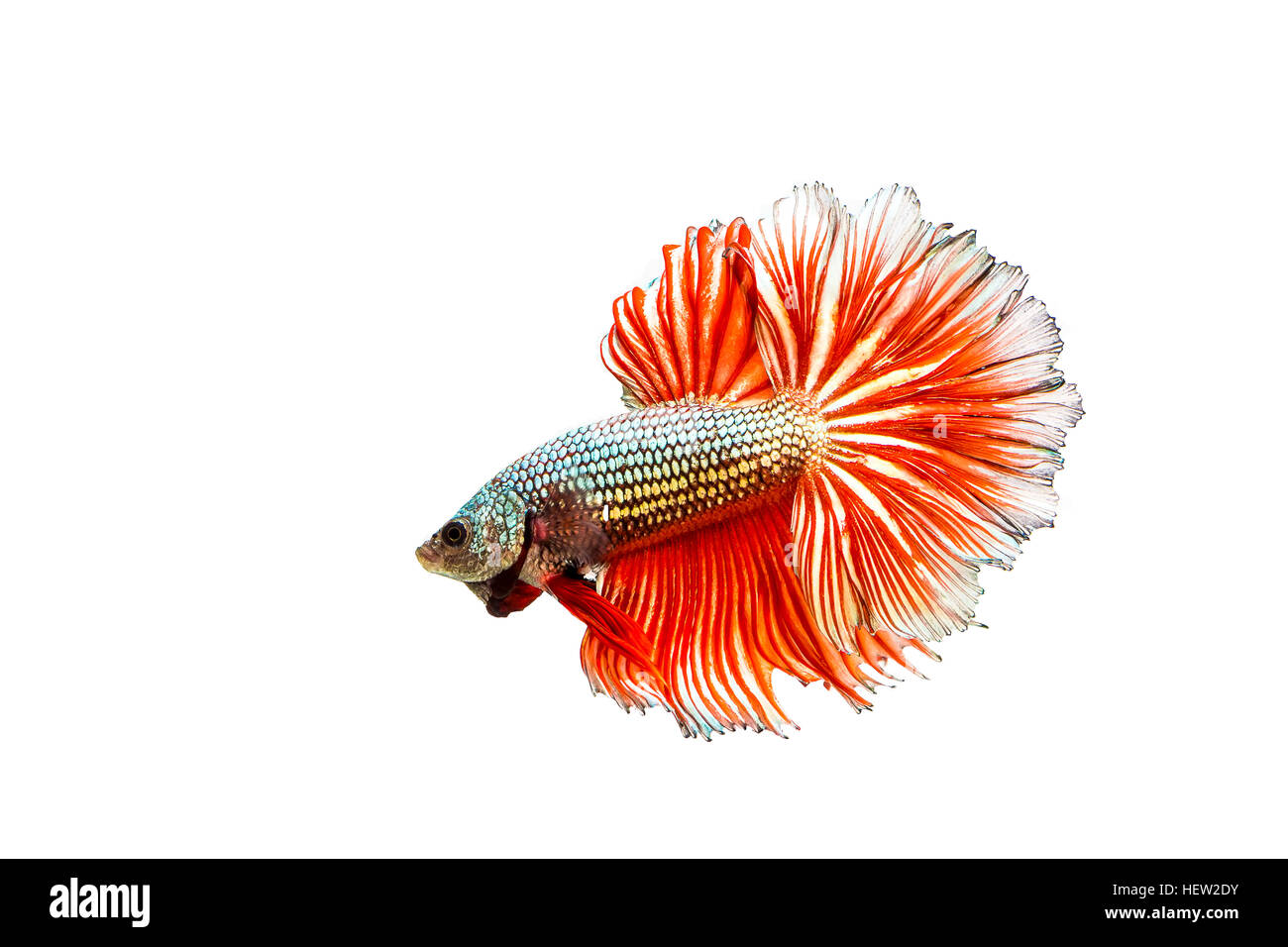 Betta siamese fighting fish hi-res stock photography and images - Alamy
