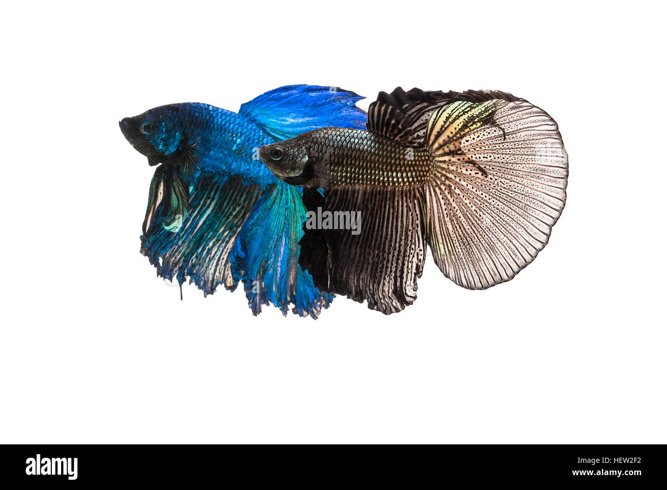 Betta fighting fish hi-res stock photography and images - Alamy