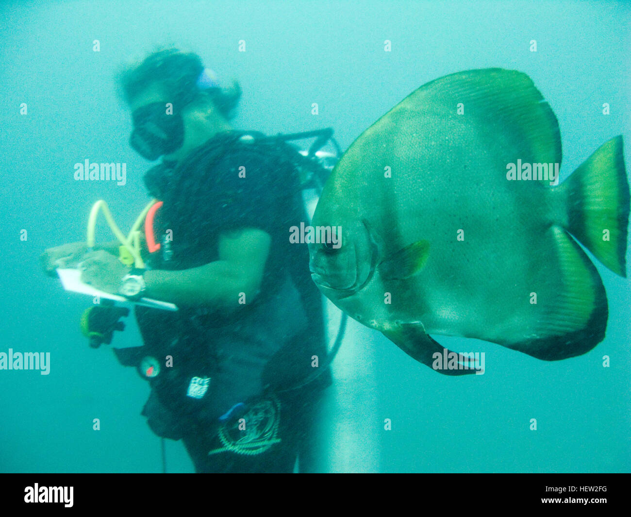 Batfish in open water hi-res stock photography and images - Alamy