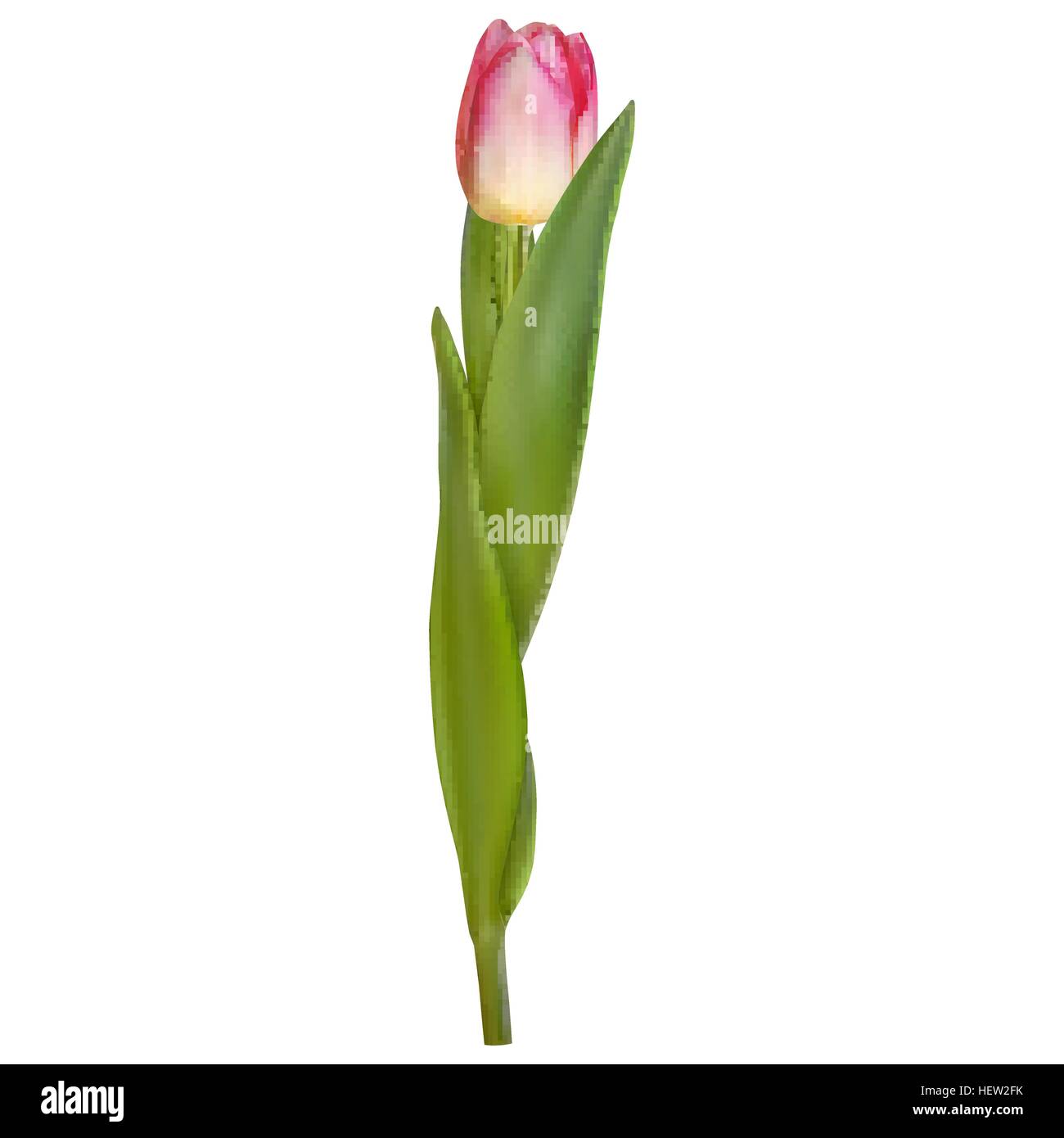 Spring tulip bouquet on Stock Vector Images - Alamy