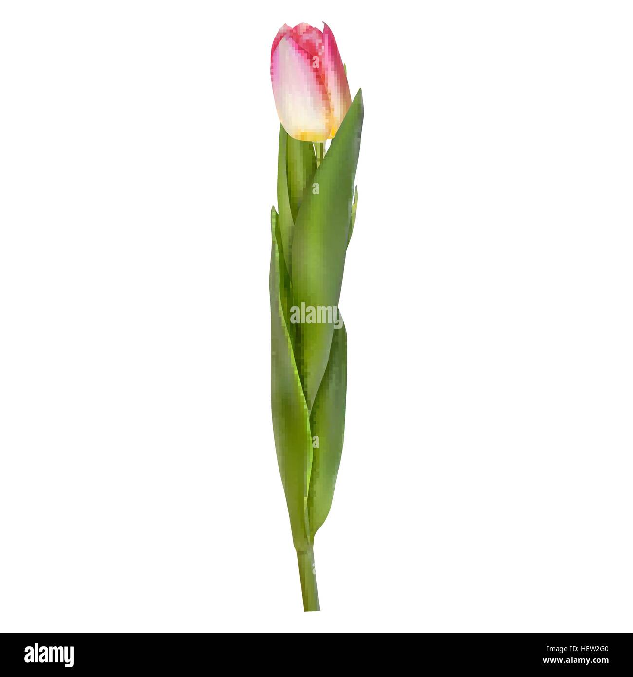 Beautiful spring purple flower Stock Vector Images - Alamy