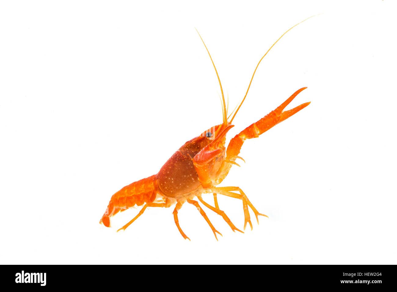 The Orange Mexican Crayfish on white background Stock Photo - Alamy