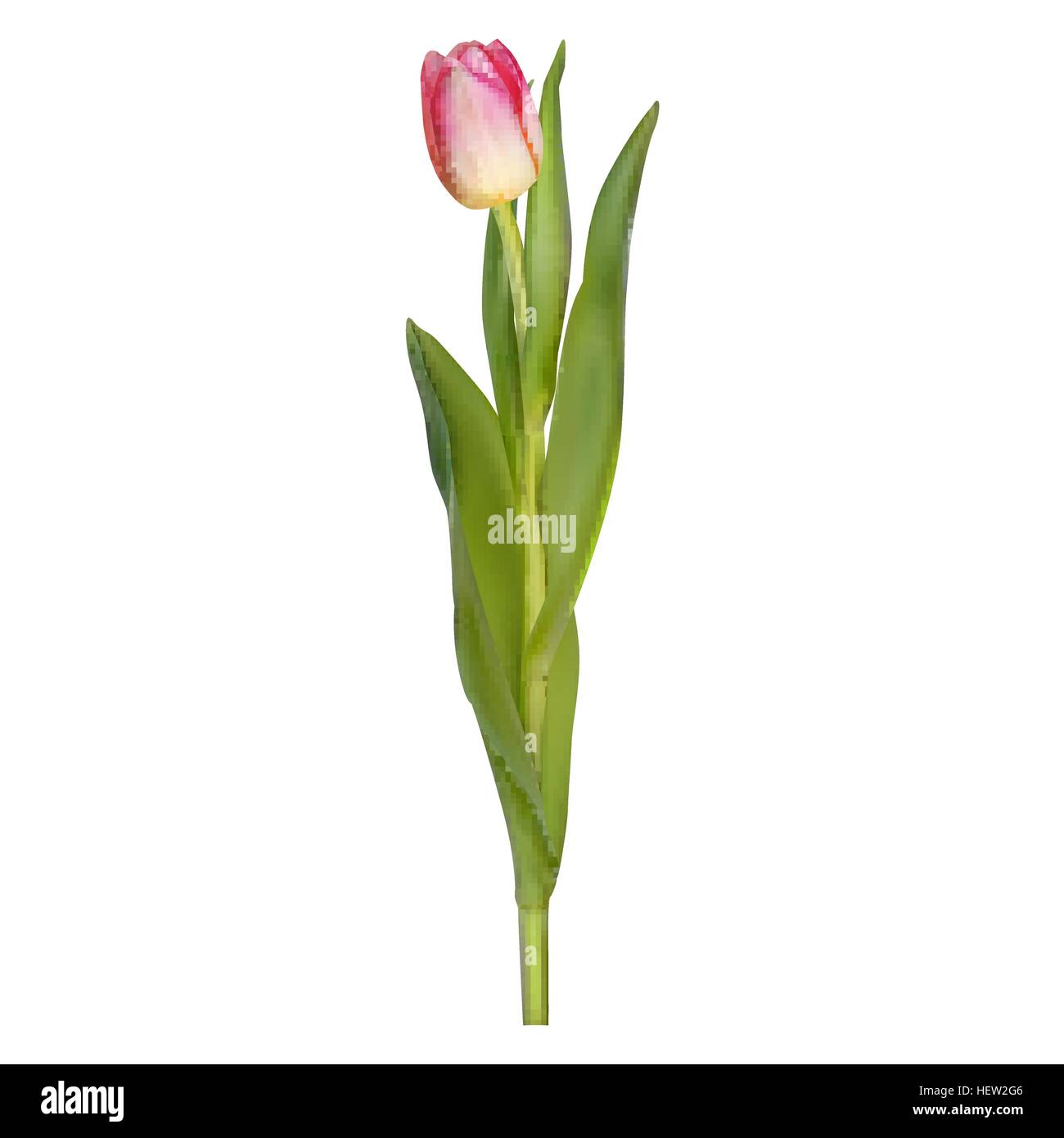 Beautiful bright bud pink Stock Vector Images - Alamy
