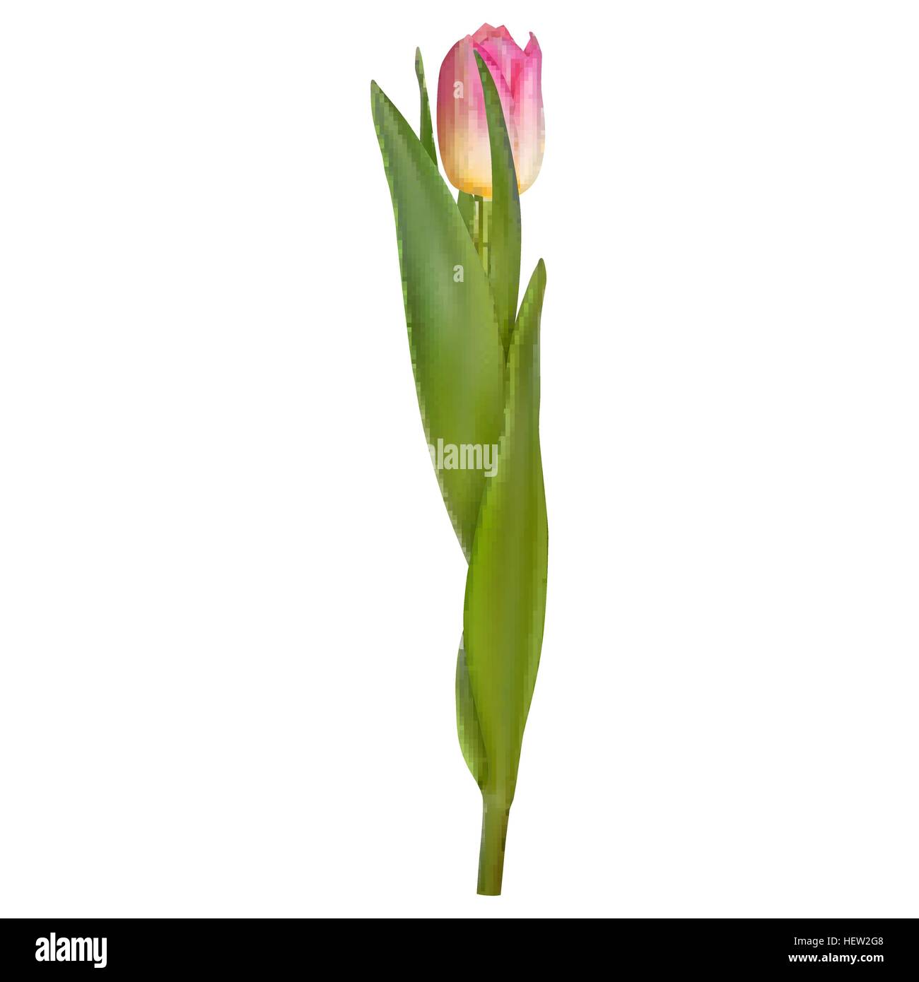 Beautiful pink purple tulip Cut Out Stock Images & Pictures - Alamy