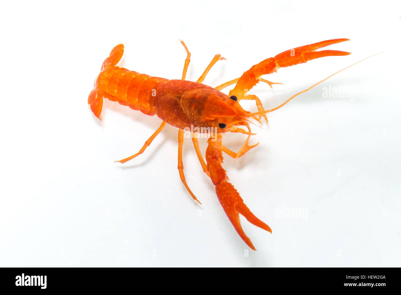 The Orange Mexican Crayfish on white background Stock Photo - Alamy
