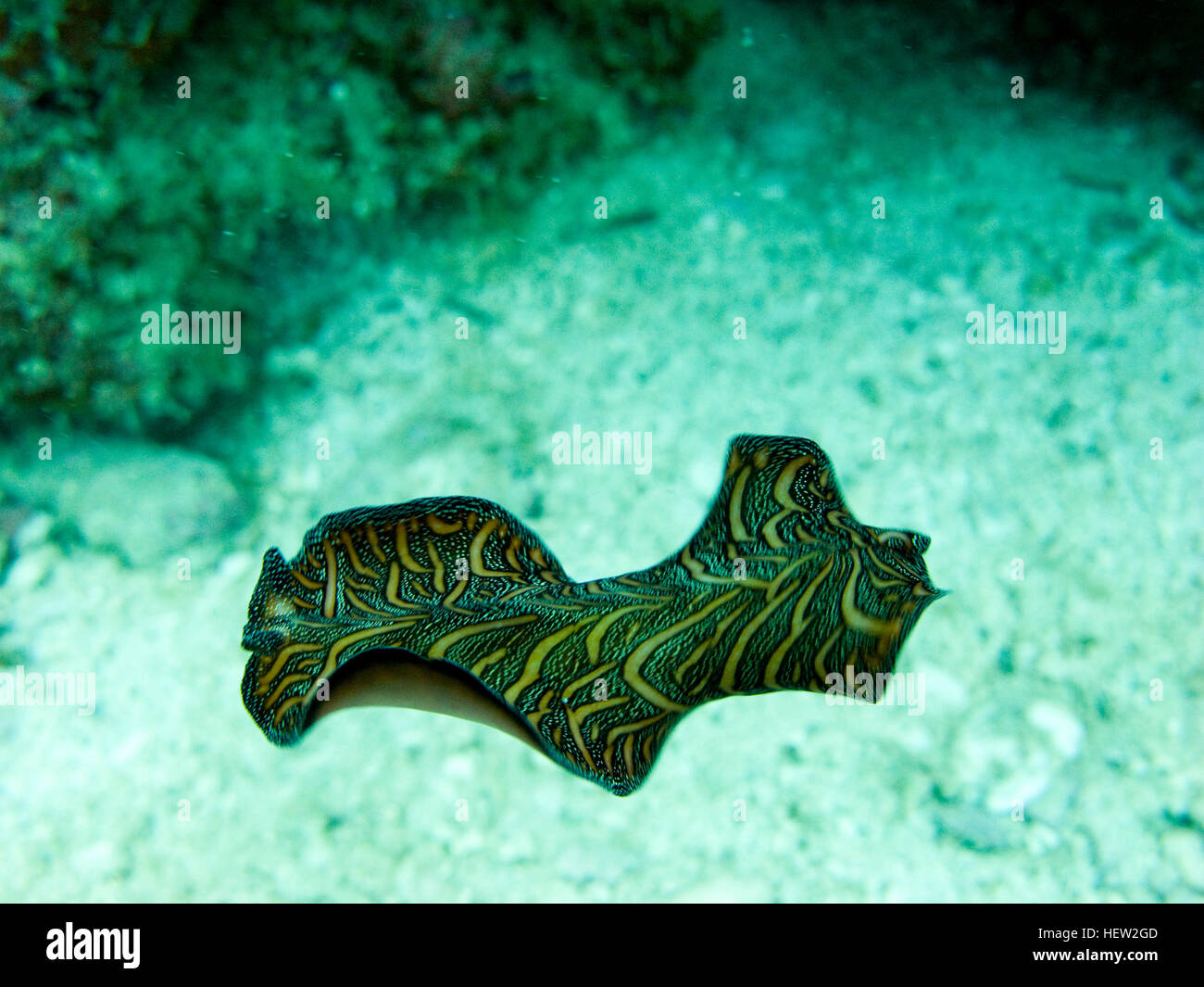 Flatworm swimming, Diving in Koh Tao Stock Photo - Alamy