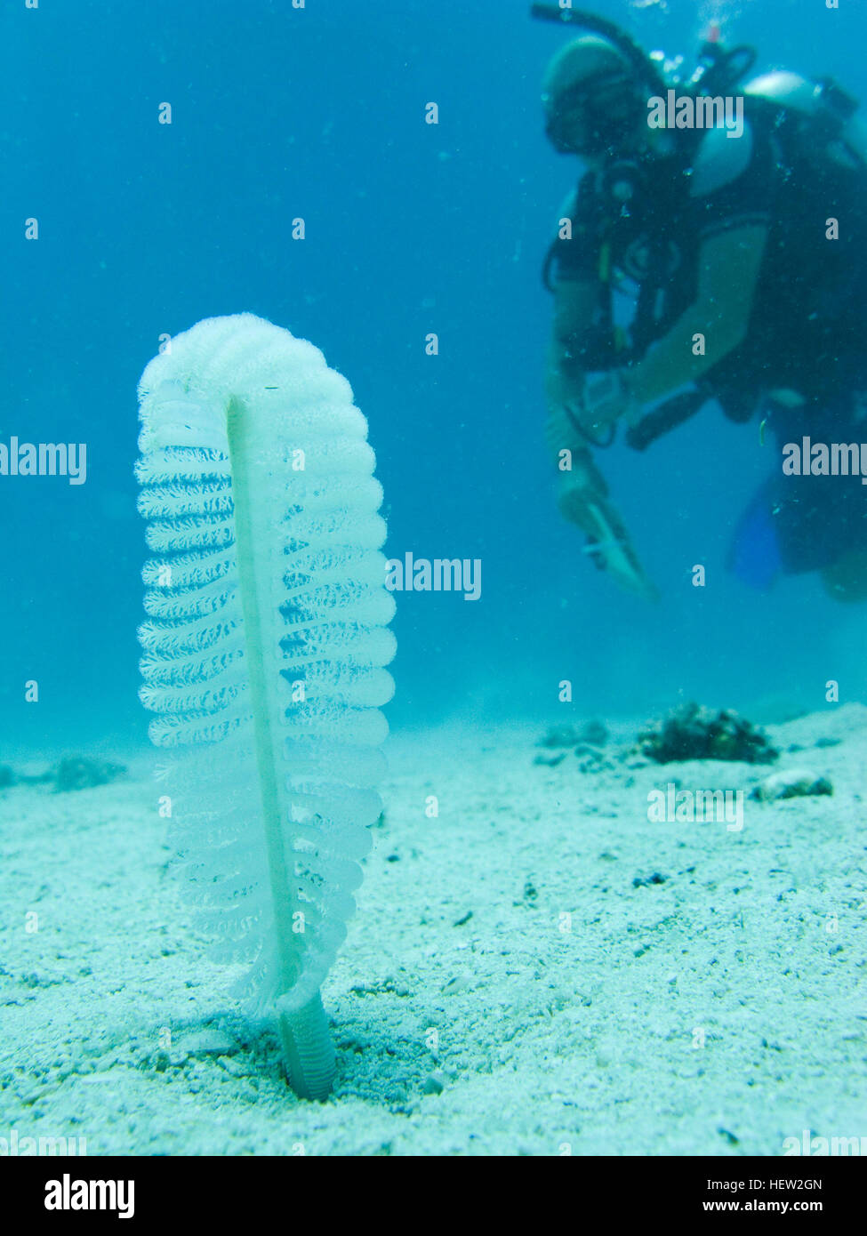 Koh pen island hi-res stock photography and images - Alamy