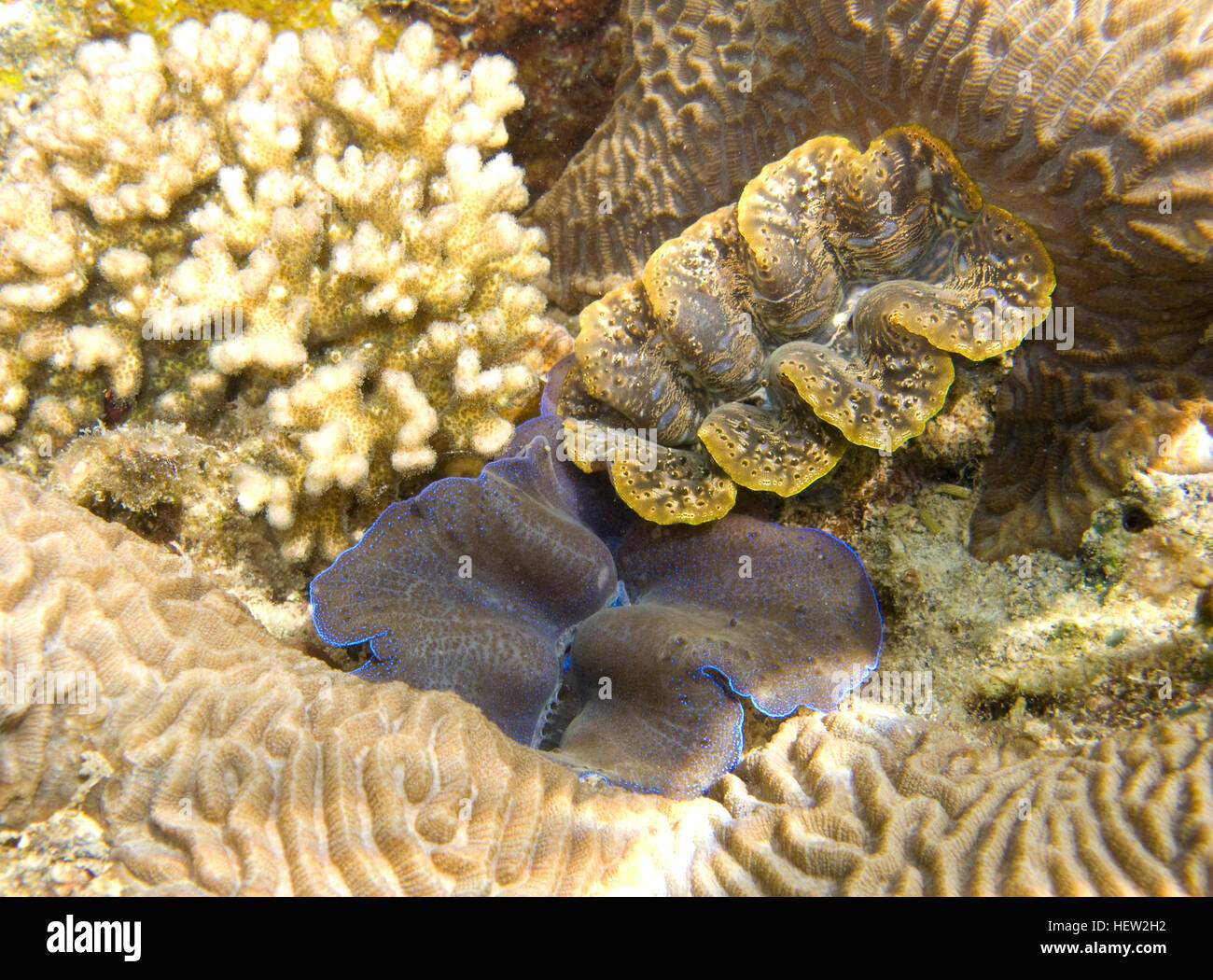 Giant clam, Diving in Koh Tao Stock Photo - Alamy