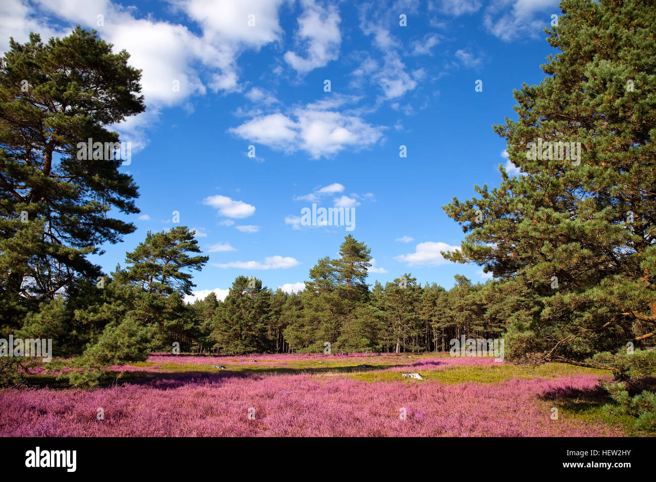 pink heather landscape with a blue sky Stock Photo - Alamy