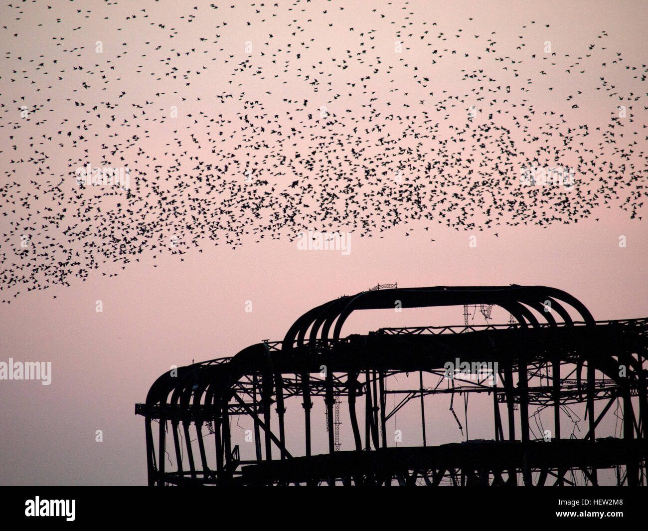 Starlings flocking around the West Pier in Brighton Stock Photo - Alamy
