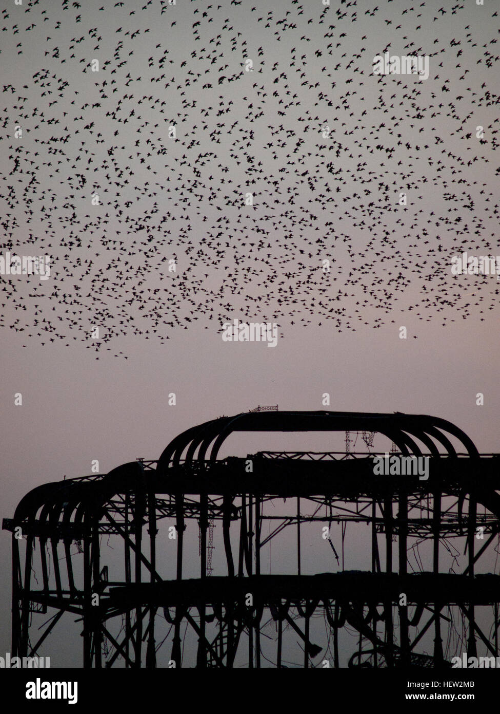 Starlings flocking around the West Pier in Brighton Stock Photo - Alamy