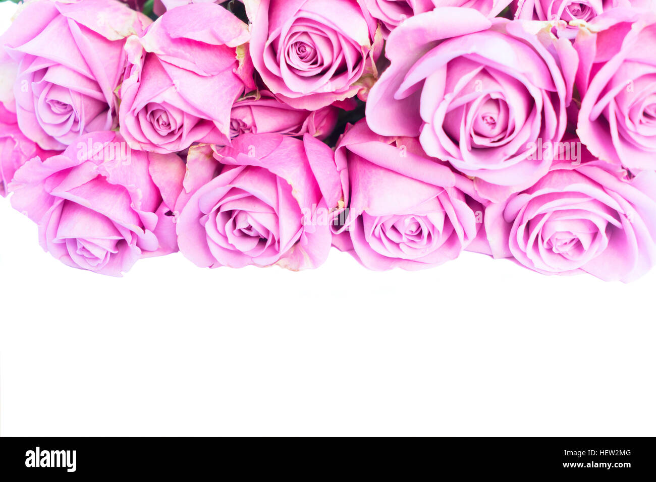 Violet blooming roses Stock Photo - Alamy