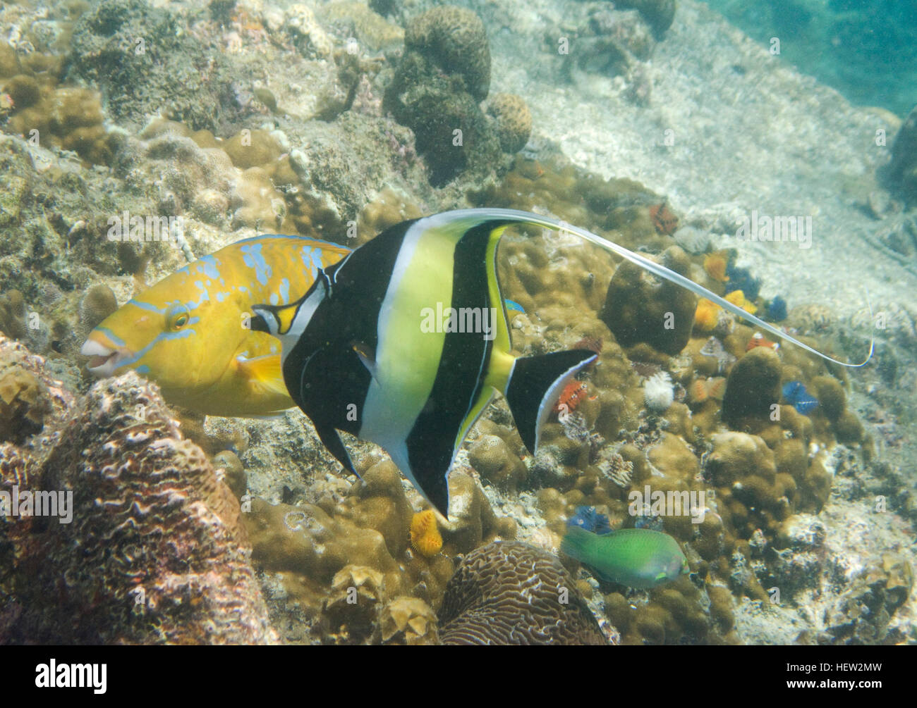 Moorish idol fish hi-res stock photography and images - Alamy