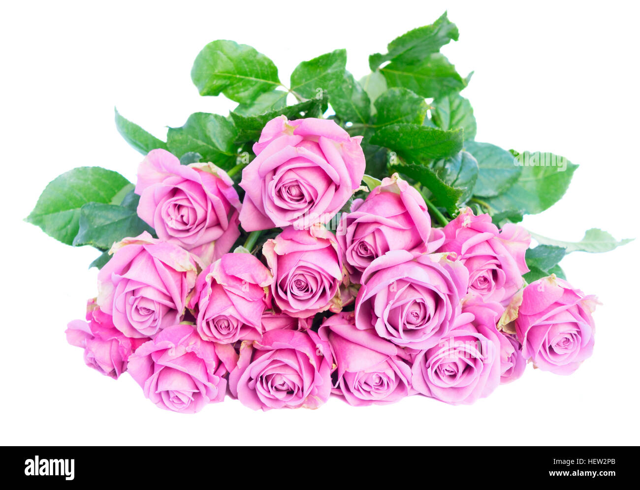 Violet blooming roses Stock Photo - Alamy