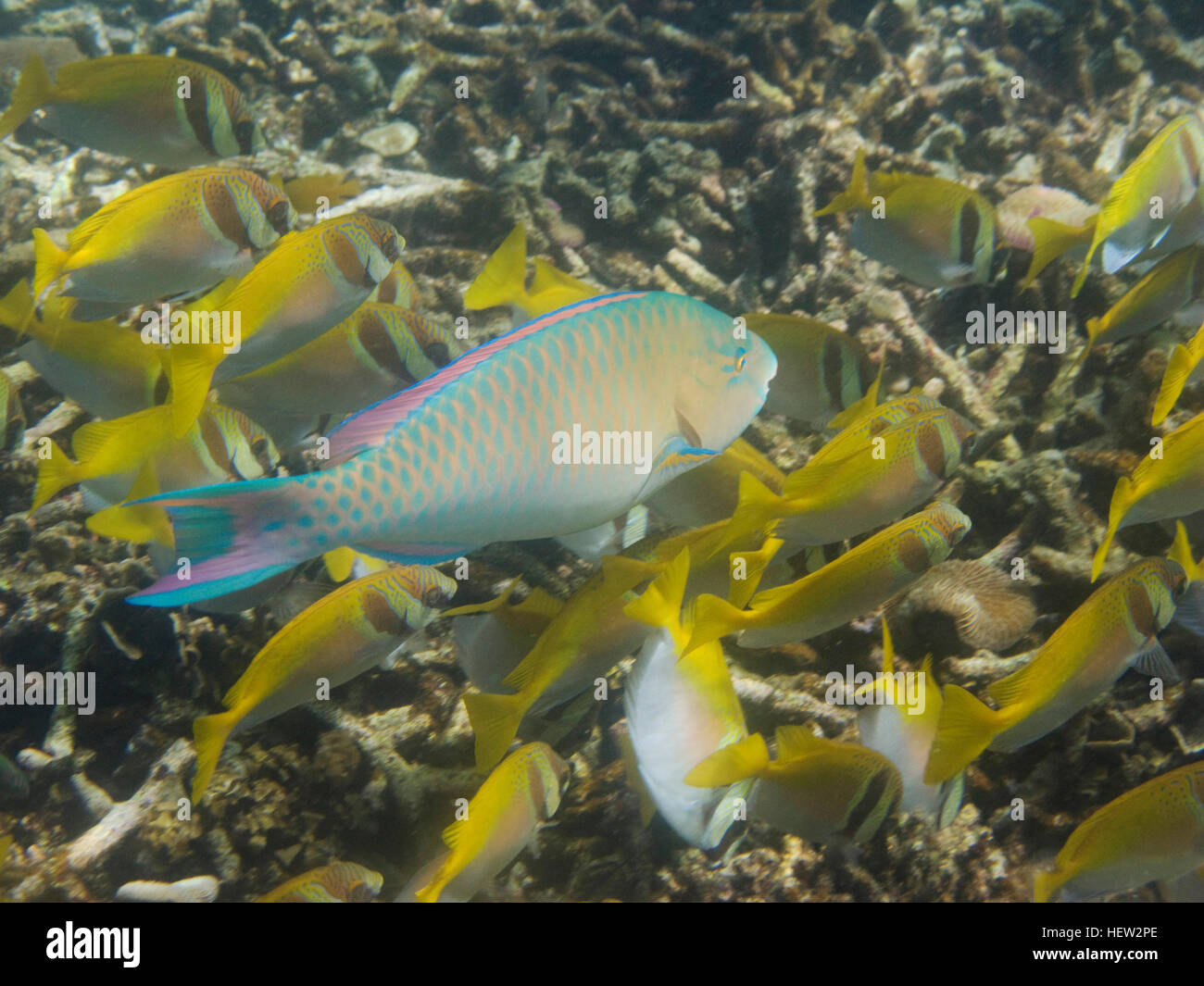 Rabbit fish hi-res stock photography and images - Alamy