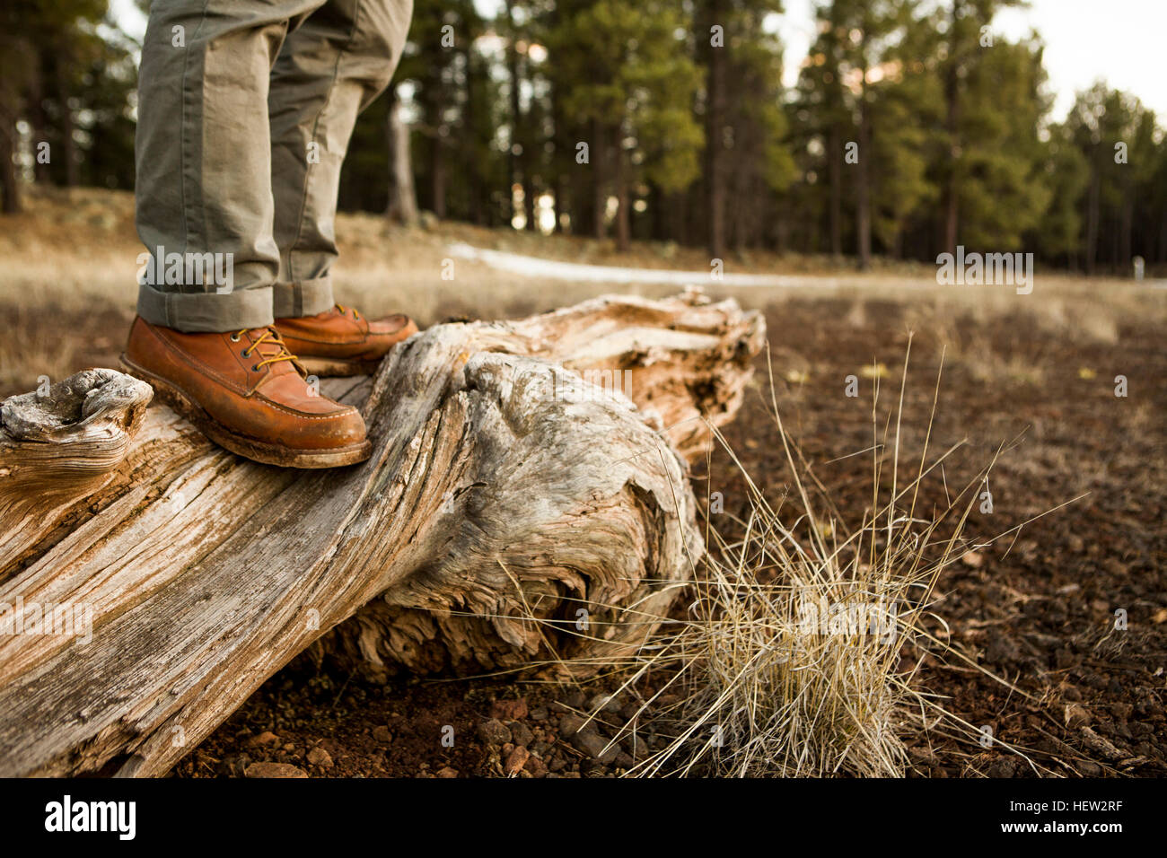 Man standing on old dead tree, low section, Flagstaff, Arizona, USA ...
