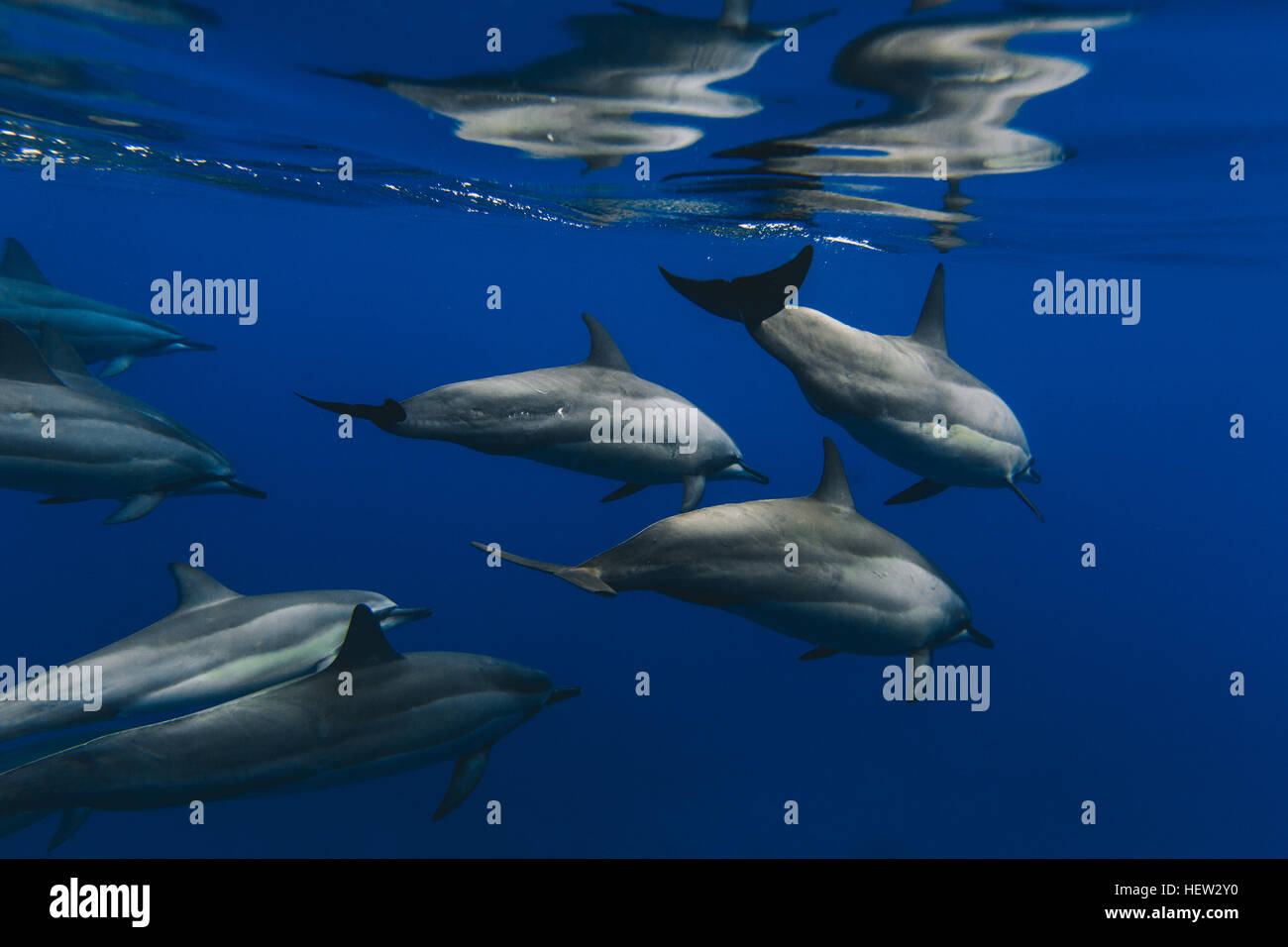 Dolphins swimming in sea Stock Photo - Alamy