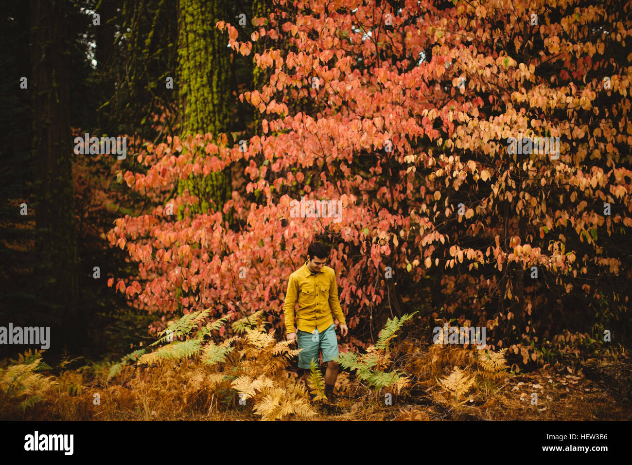 Man walking into forest hi-res stock photography and images - Alamy