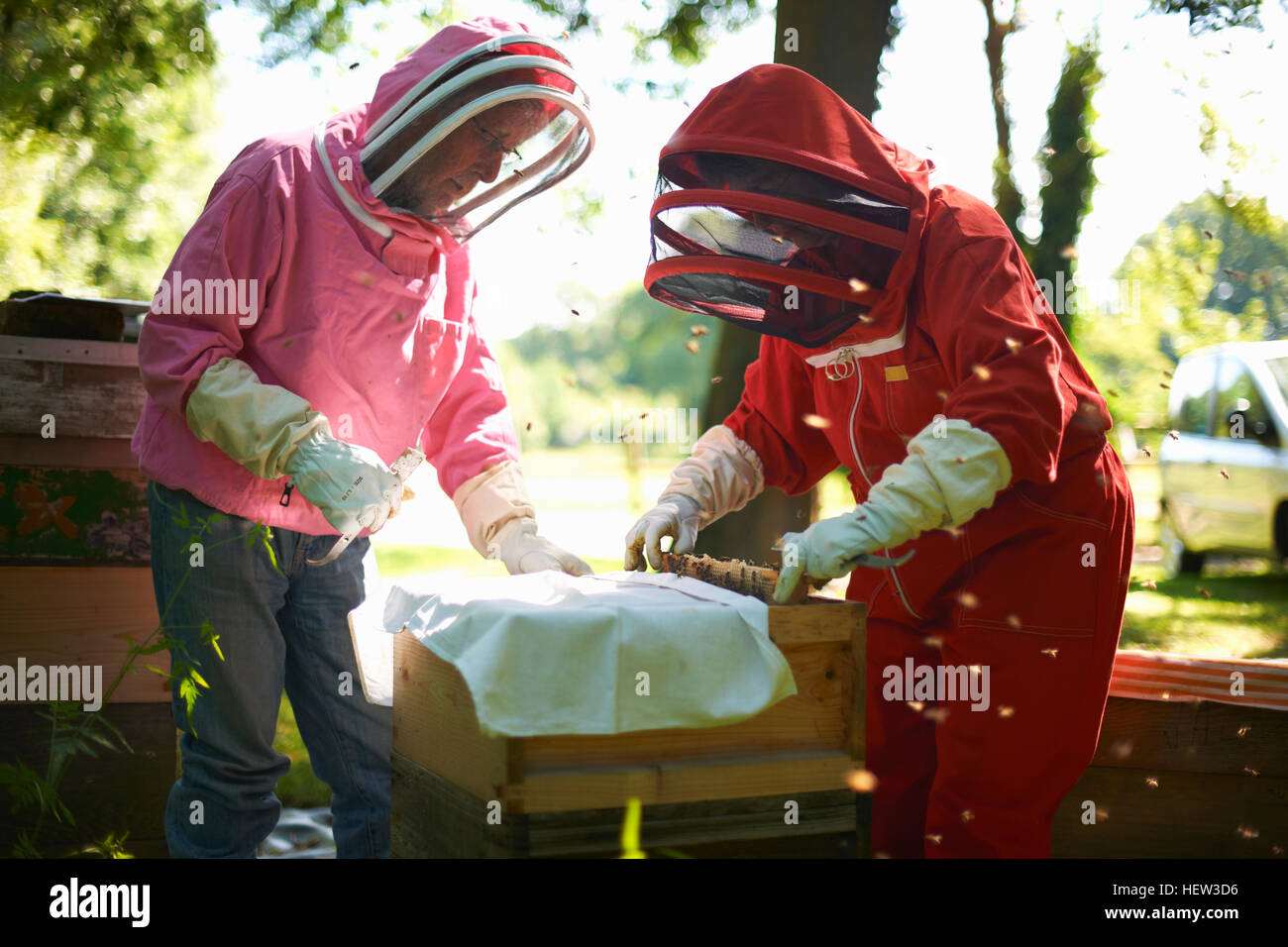 Two beekeepers lifting frame from bee hive Stock Photo - Alamy