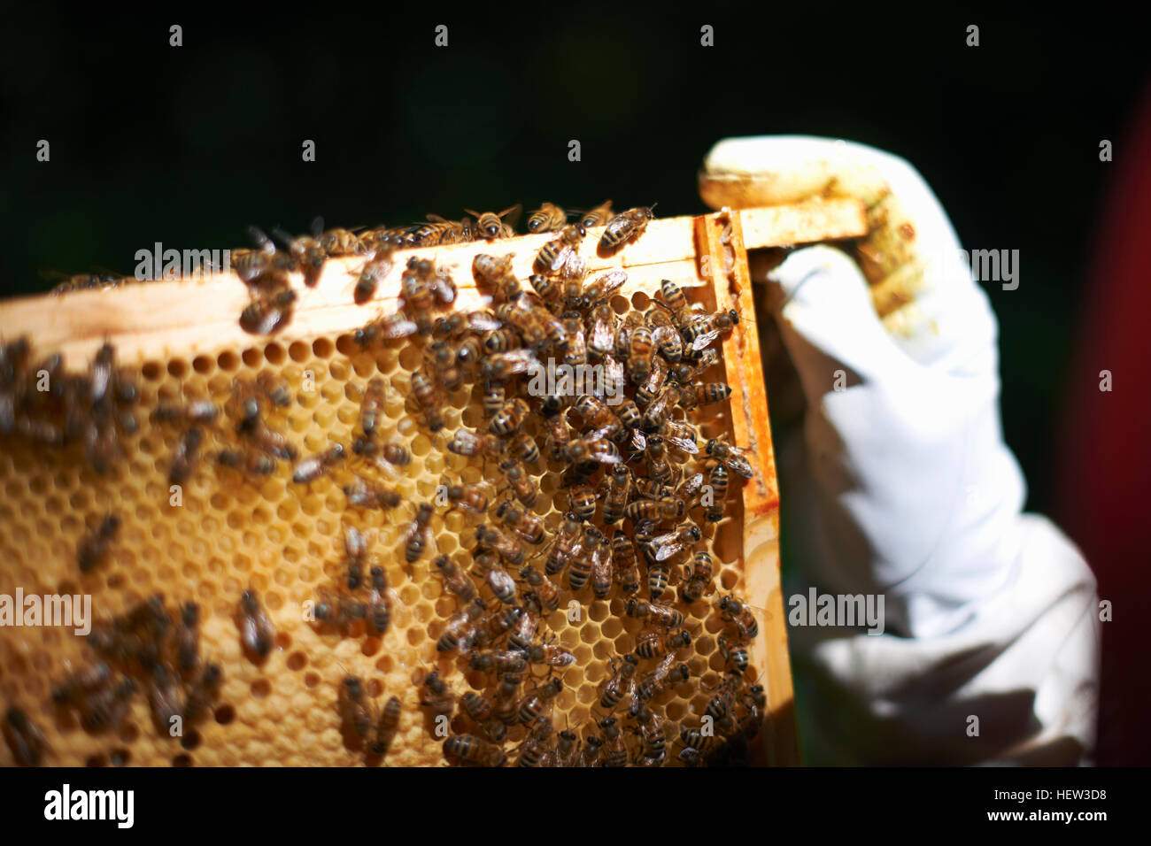 Holding out frame hi-res stock photography and images - Alamy