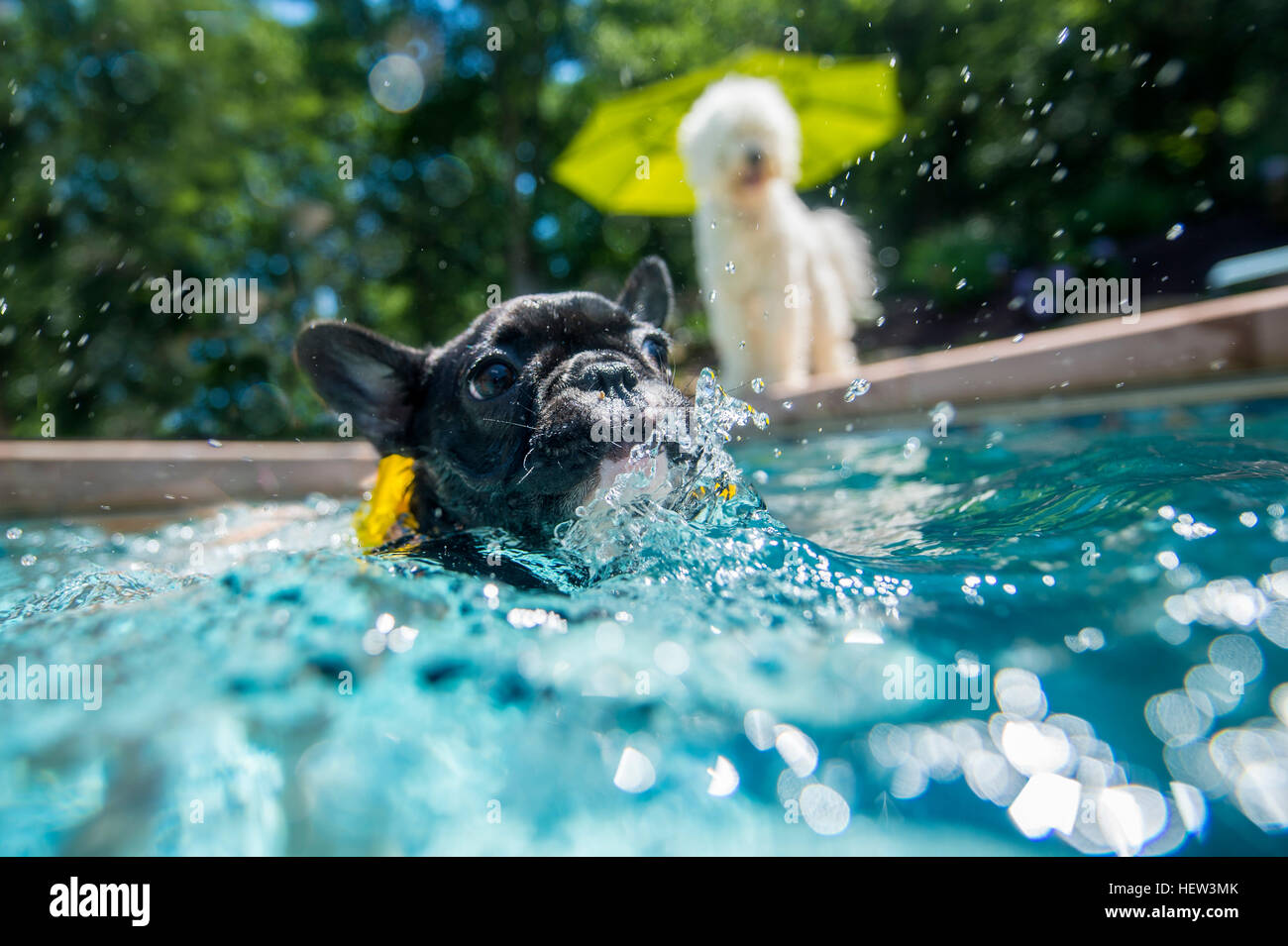 Dog wading in swimming pool Stock Photo - Alamy