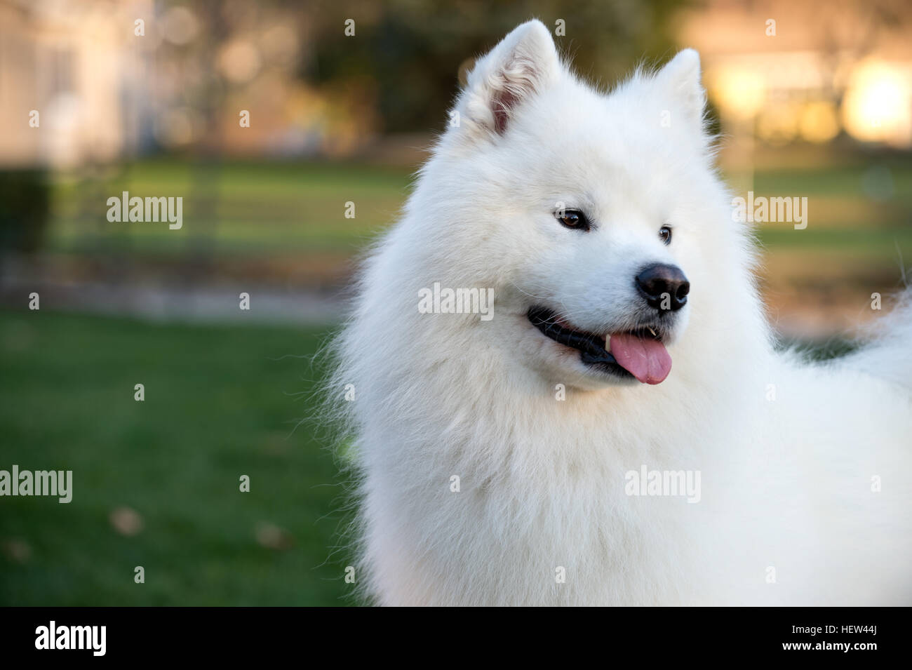 Portrait of Samoyed Stock Photo - Alamy