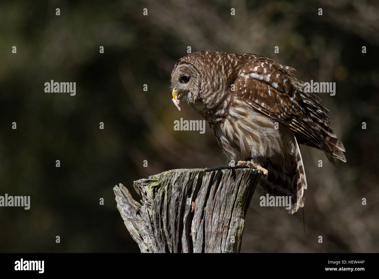 Owls eating prey hi-res stock photography and images - Alamy