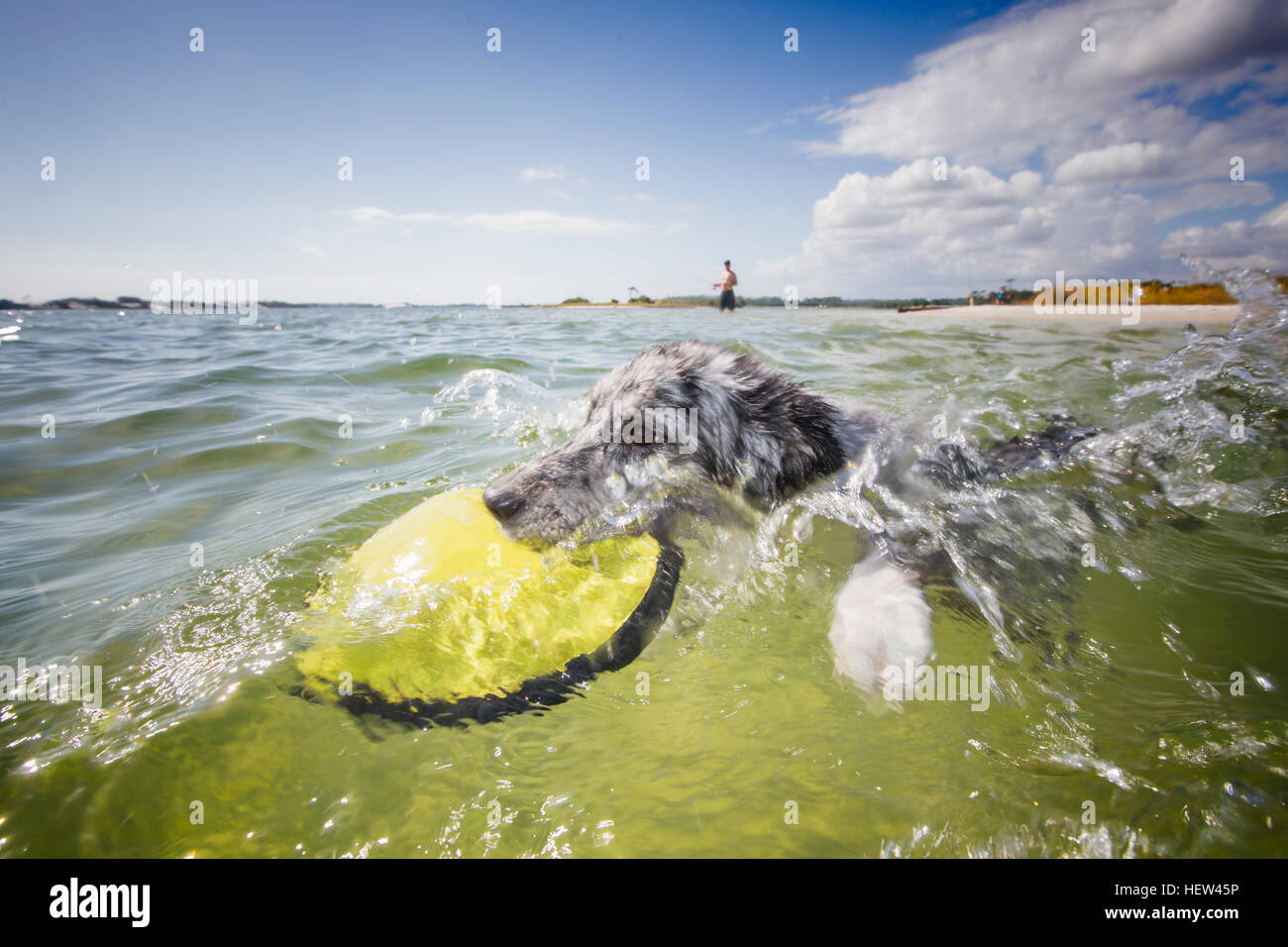 Australian Shepherd fetching flying disc from sea, Fort Walton Beach ...